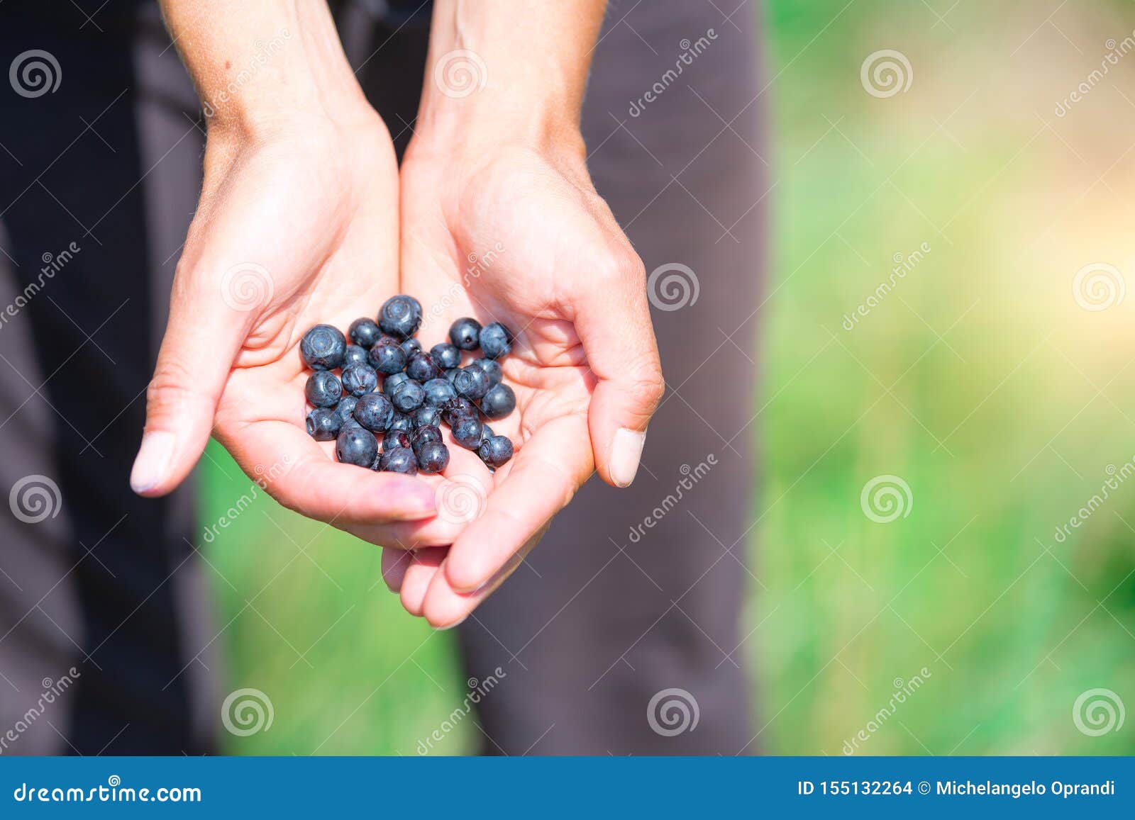 Fresh Blueberries Hand Stock Images - Download 2,039 Royalty Free Photos