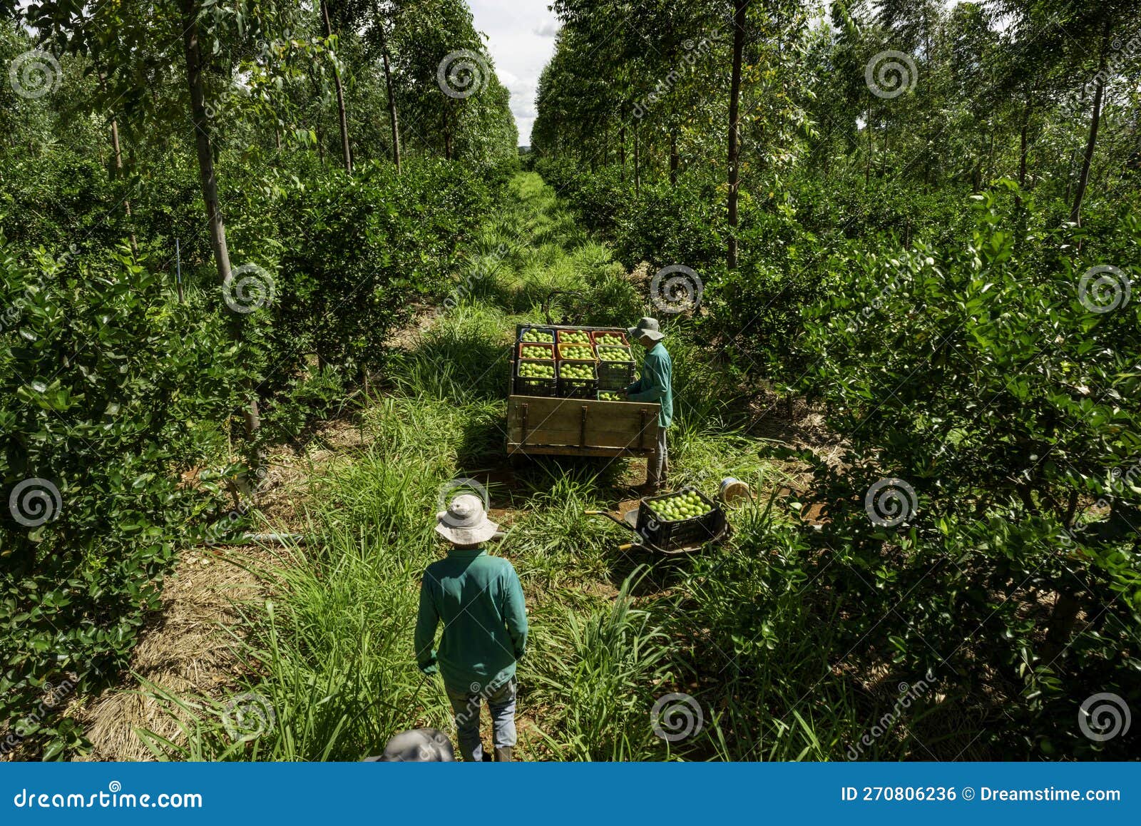 Organic Limes Plantation Workers Loading Boxes with Freshly Picked ...