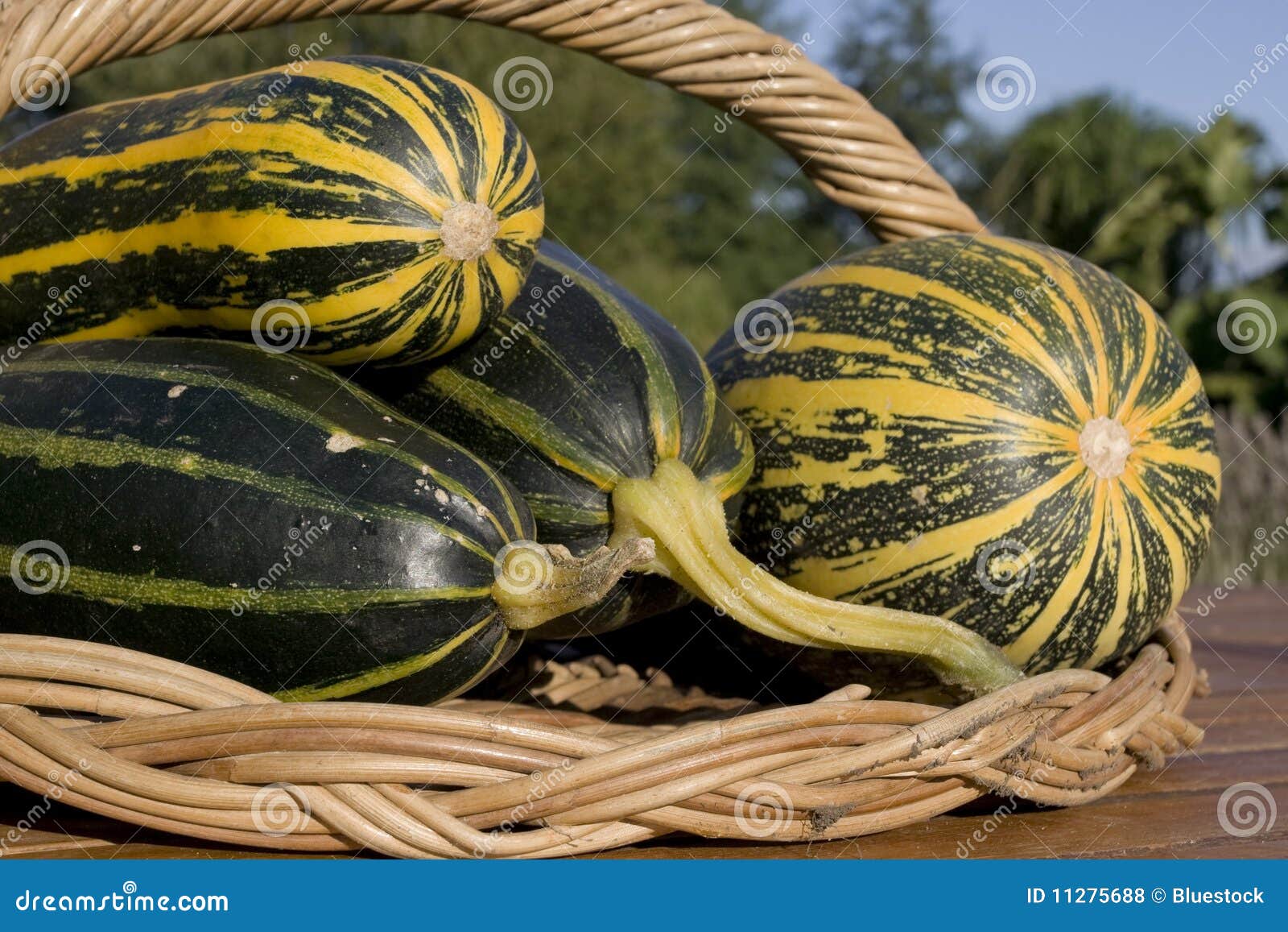 Freshly Picked Marrows Closeup Stock Photo - Image of growing, group ...