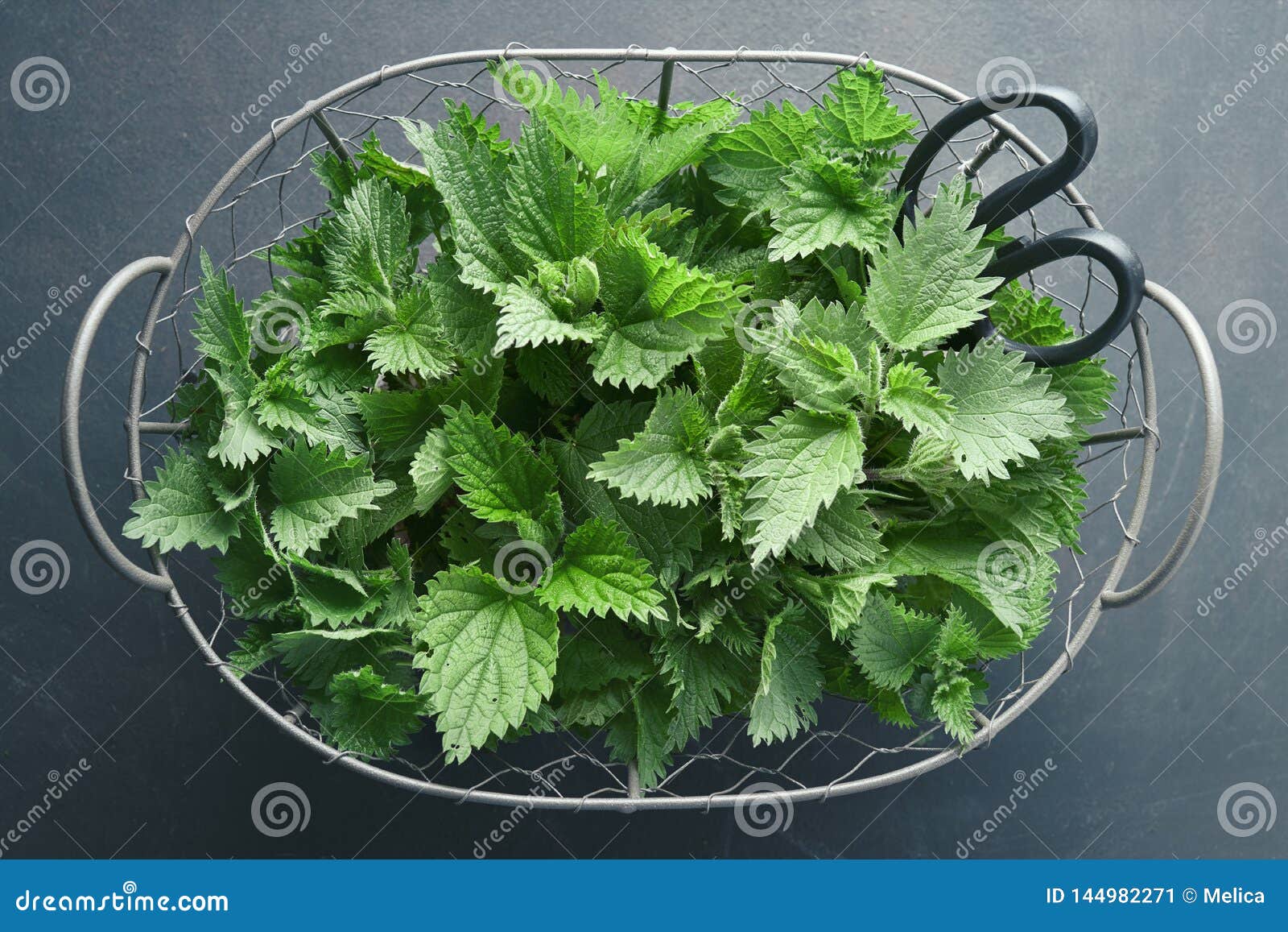 Freshly Picked Nettle stock image. Image of basket, natural - 144982271