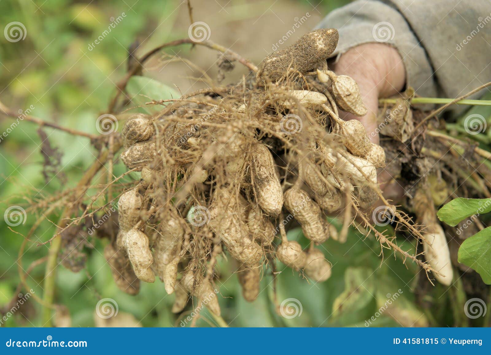 Freshly picked peanuts. stock image. Image of earthpea - 41581815