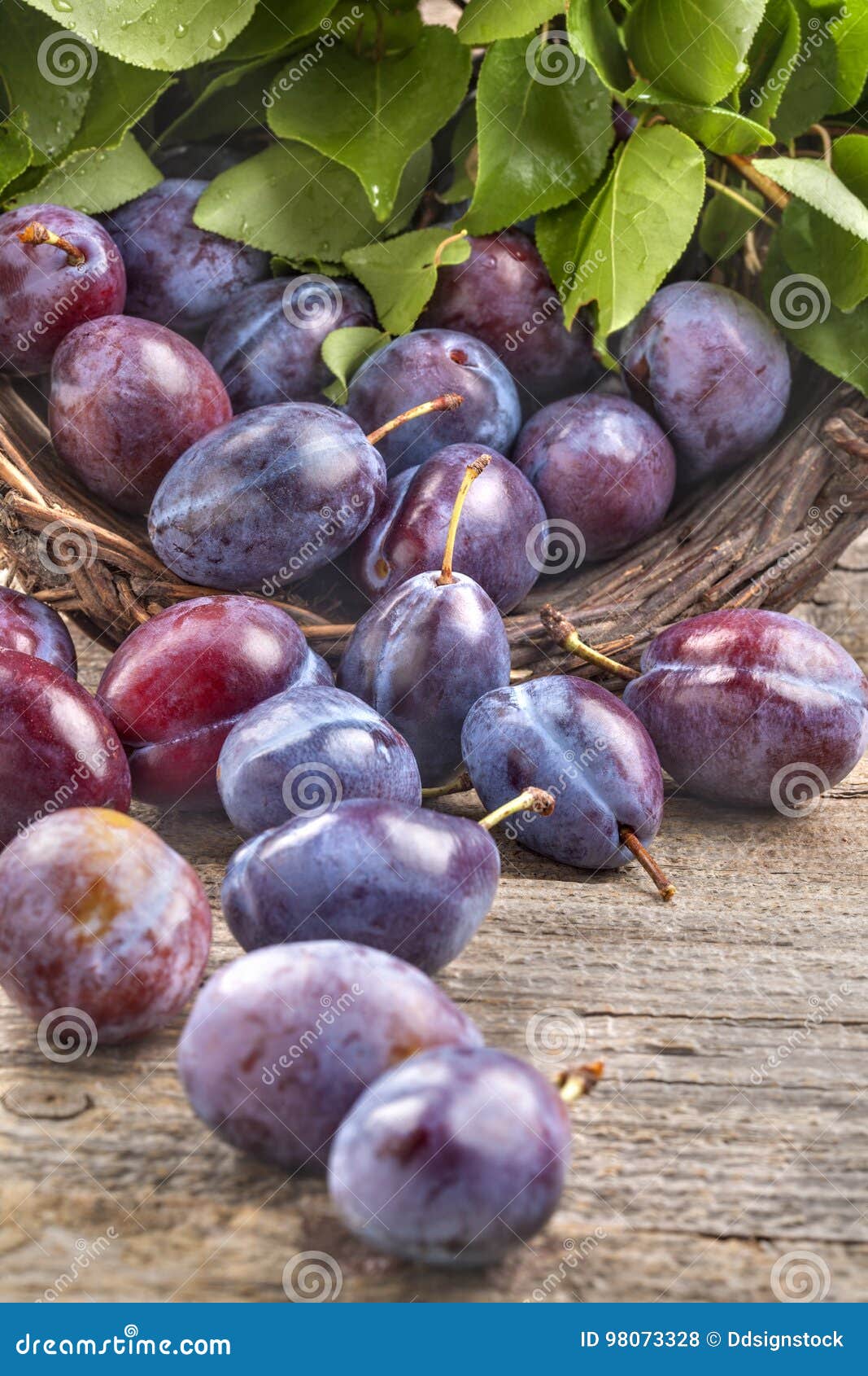 Freshly picked plums stock photo. Image of plum, nature - 98073328