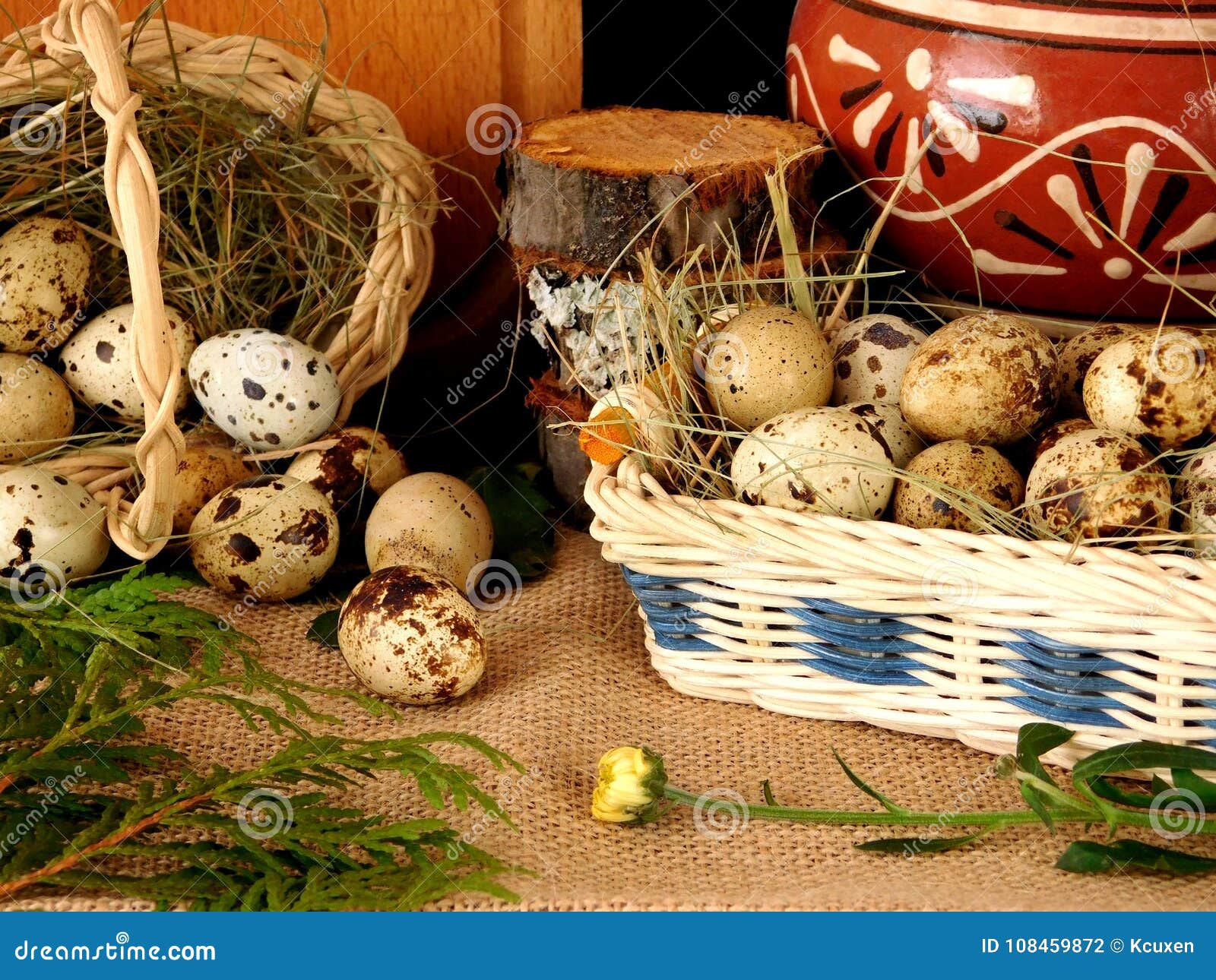 Freshly picked quail eggs stock photo. Image of easter - 108459872