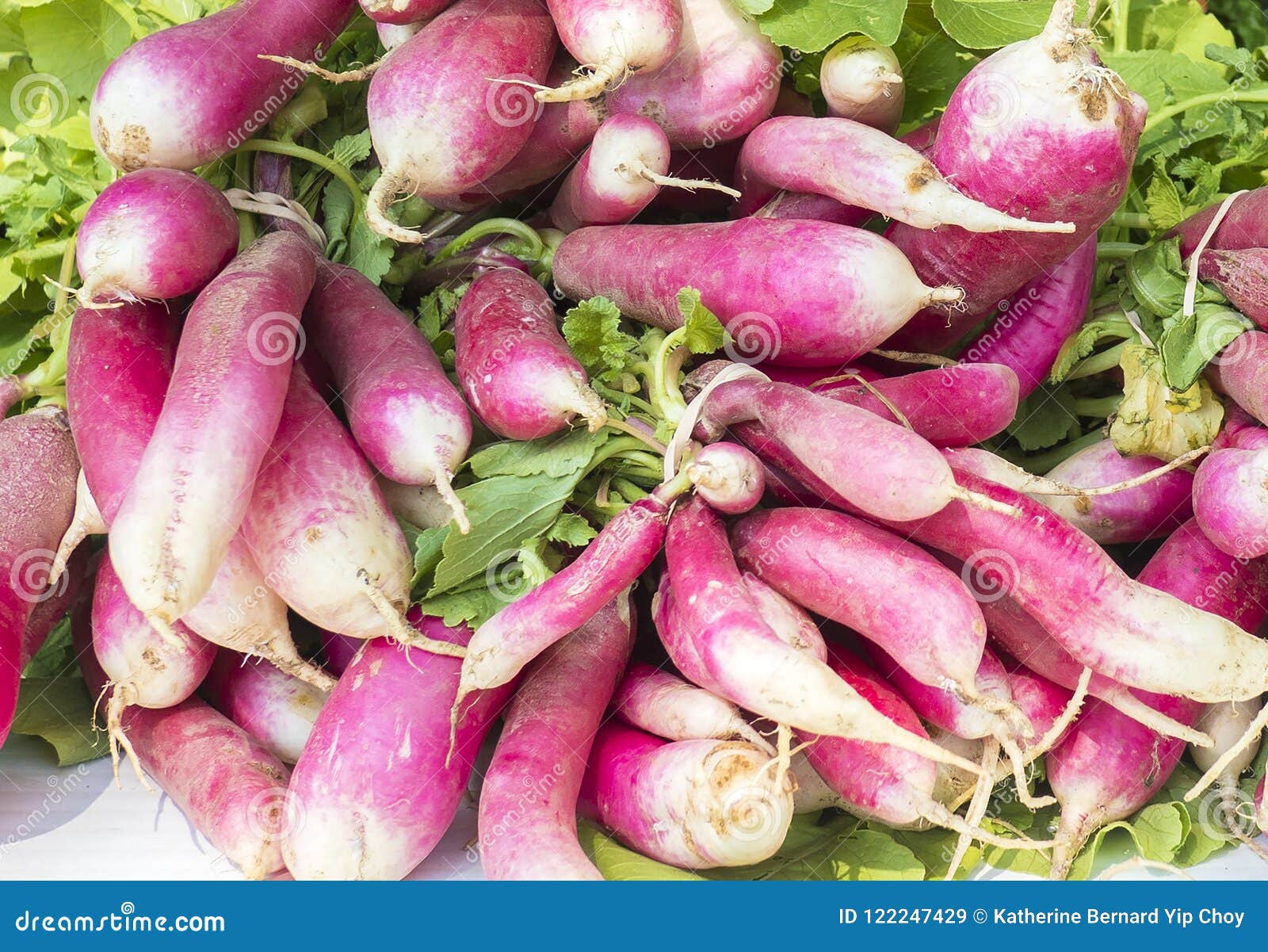 Freshly Picked Radishes from the Garden Stock Image - Image of garden ... Freshly Picked Radishes from the Garden Stock Image - Image of garden ...