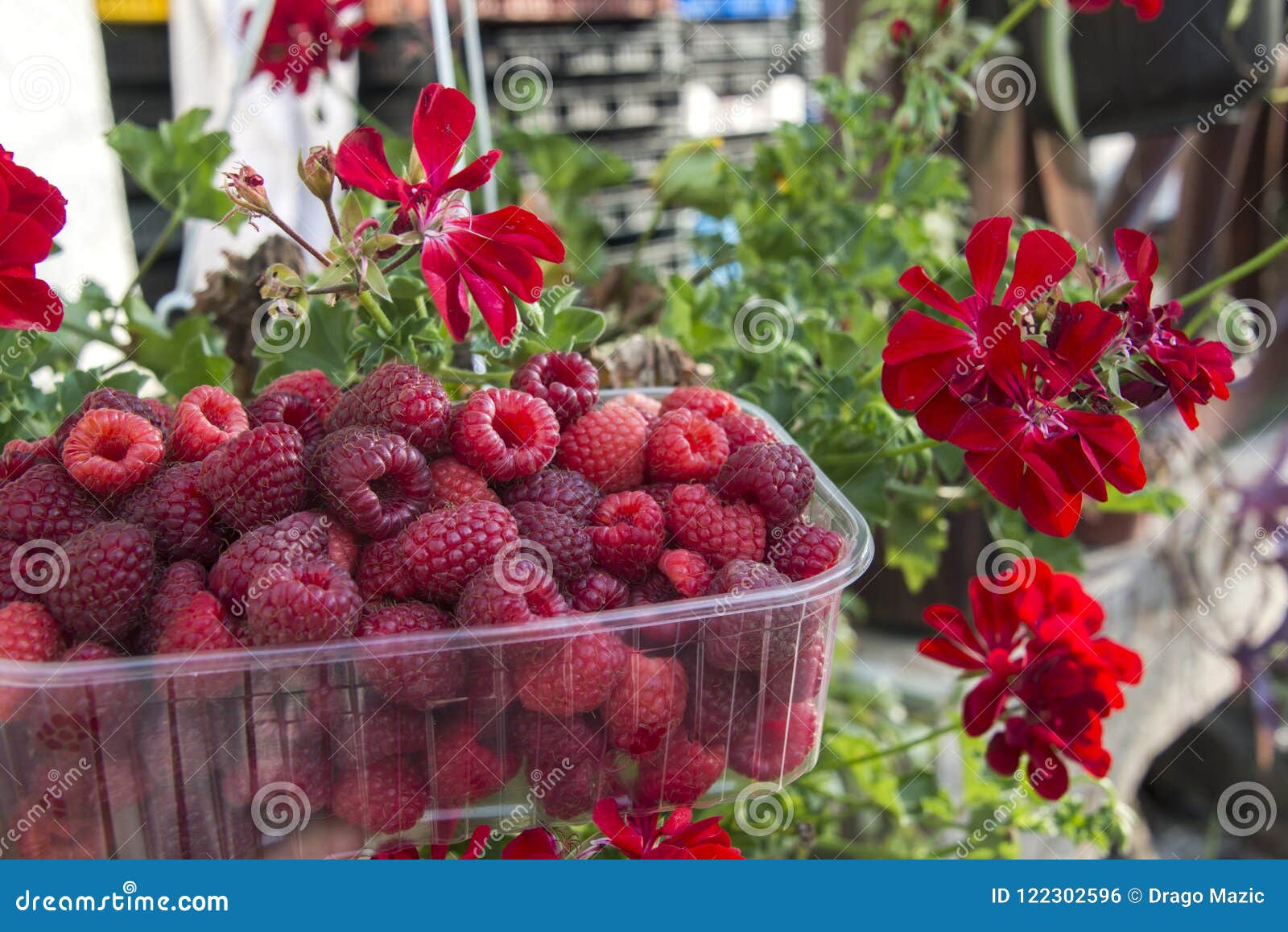 Freshly Picked Raspberries in Crates and Glasses Stock Photo - Image of ...