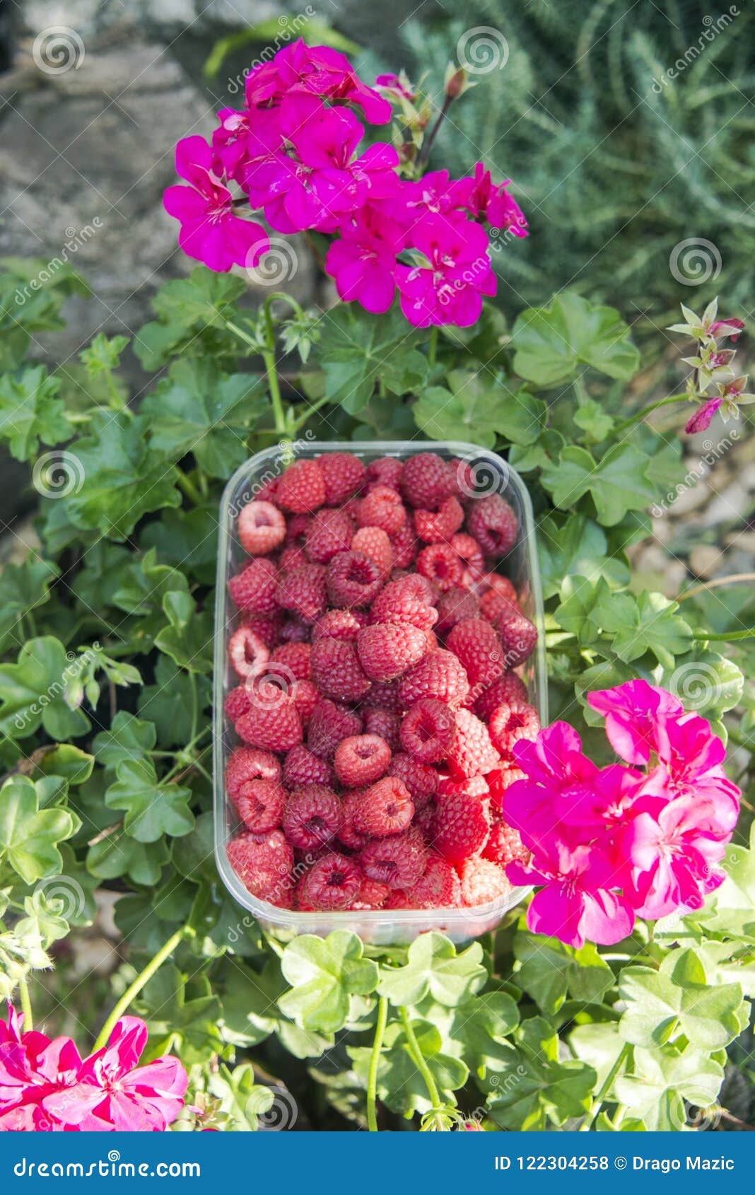 Freshly Picked Raspberries in Crates and Glasses Stock Photo - Image of ...