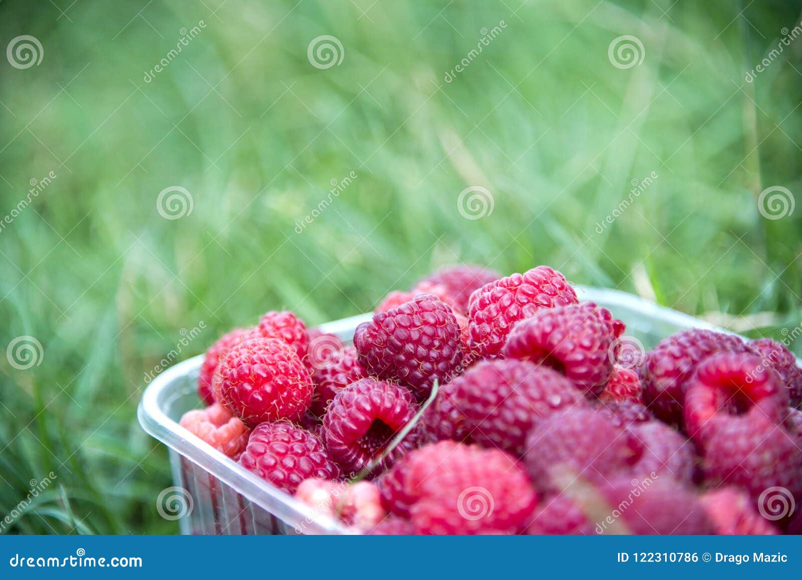 Freshly Picked Raspberries in Crates and Glasses Stock Photo - Image of ...