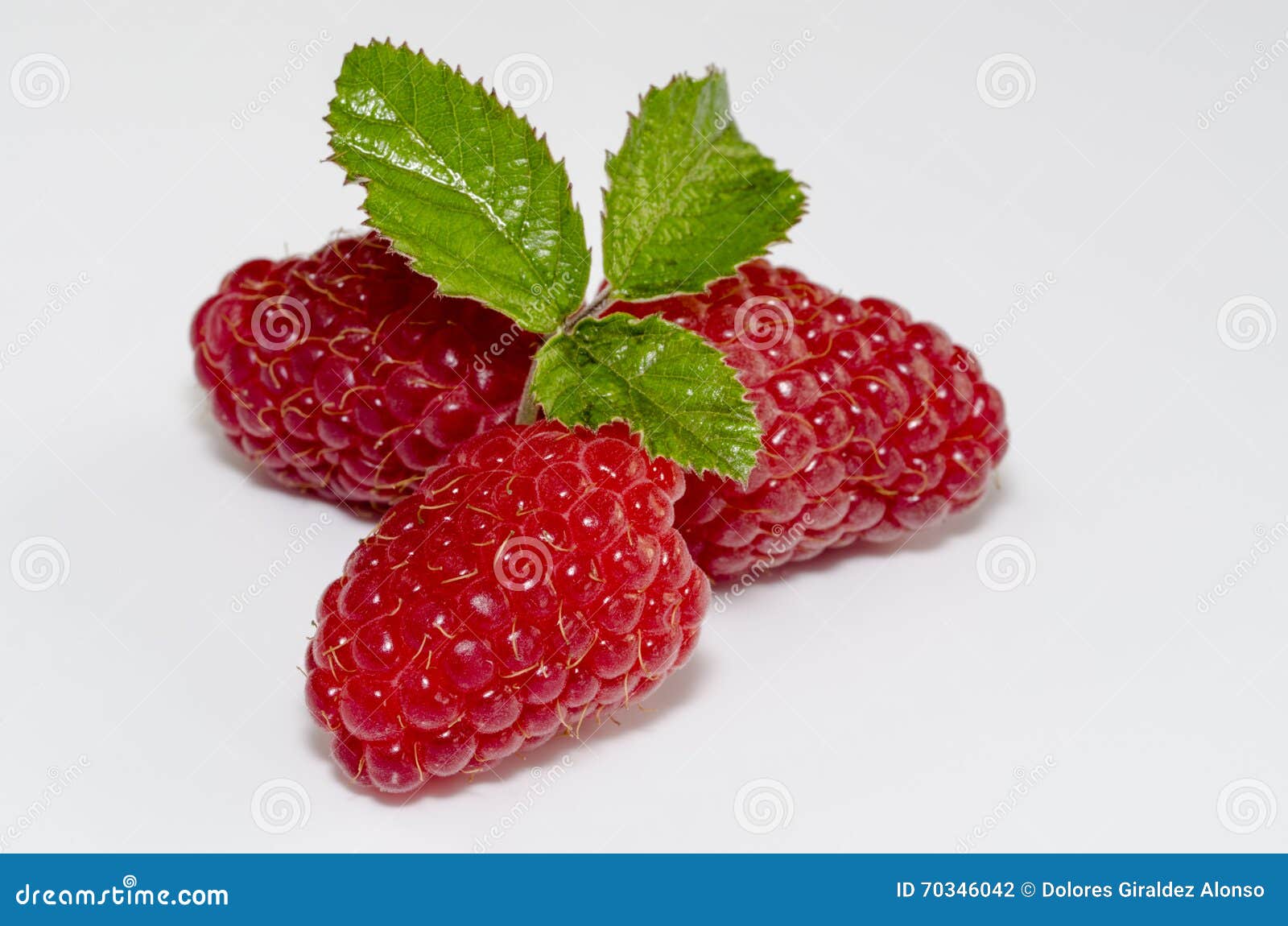 Freshly picked raspberries stock photo. Image of agriculture - 70346042