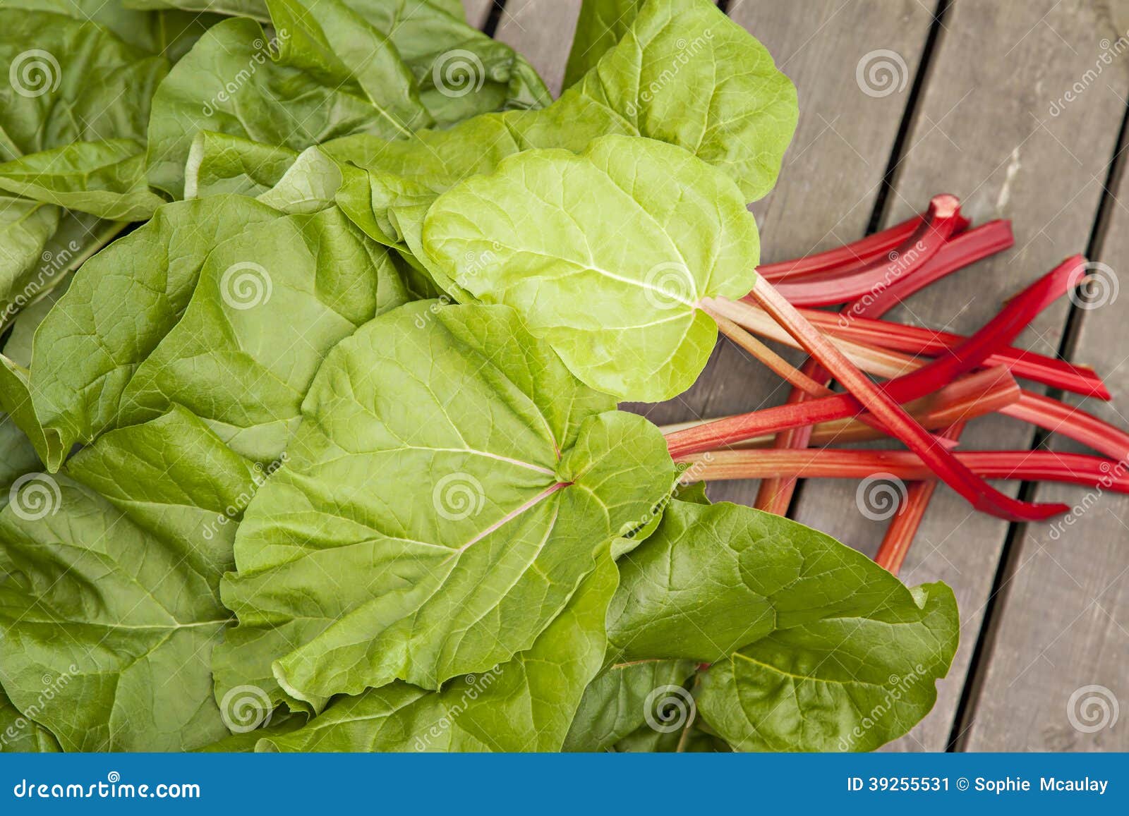 Freshly picked rhubarb stock image. Image of product - 39255531