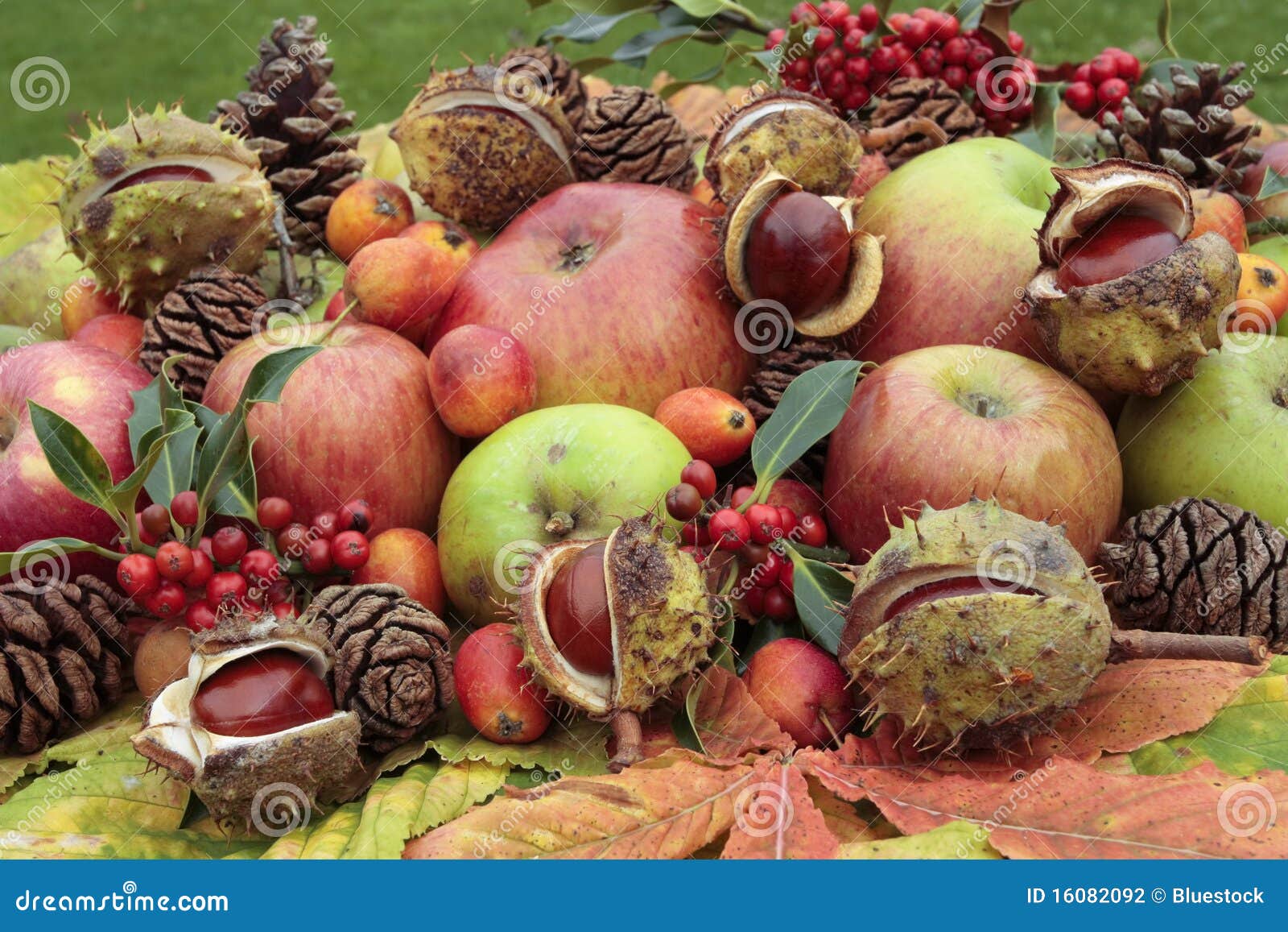 Freshly Picked Ripe Apples and Autumn Nuts Stock Photo - Image of apple ...