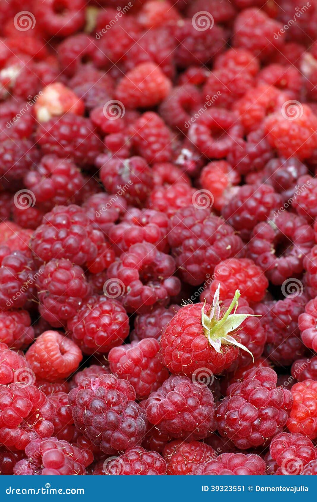 Freshly Picked Ripe Red Raspberries Stock Image - Image of food ...