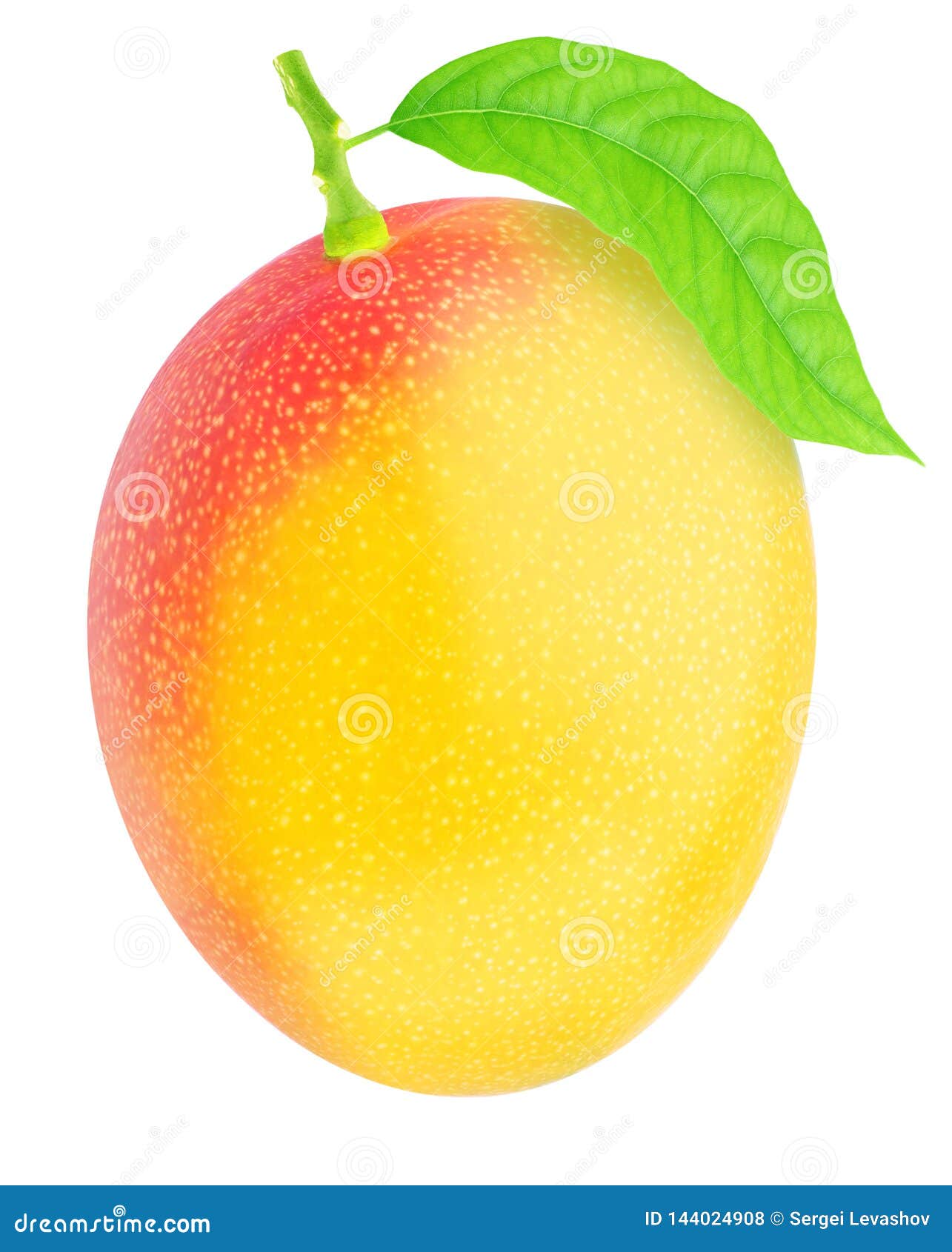 Freshly Picked Single Mango with Green Leaf. Stock Photo - Image of ...