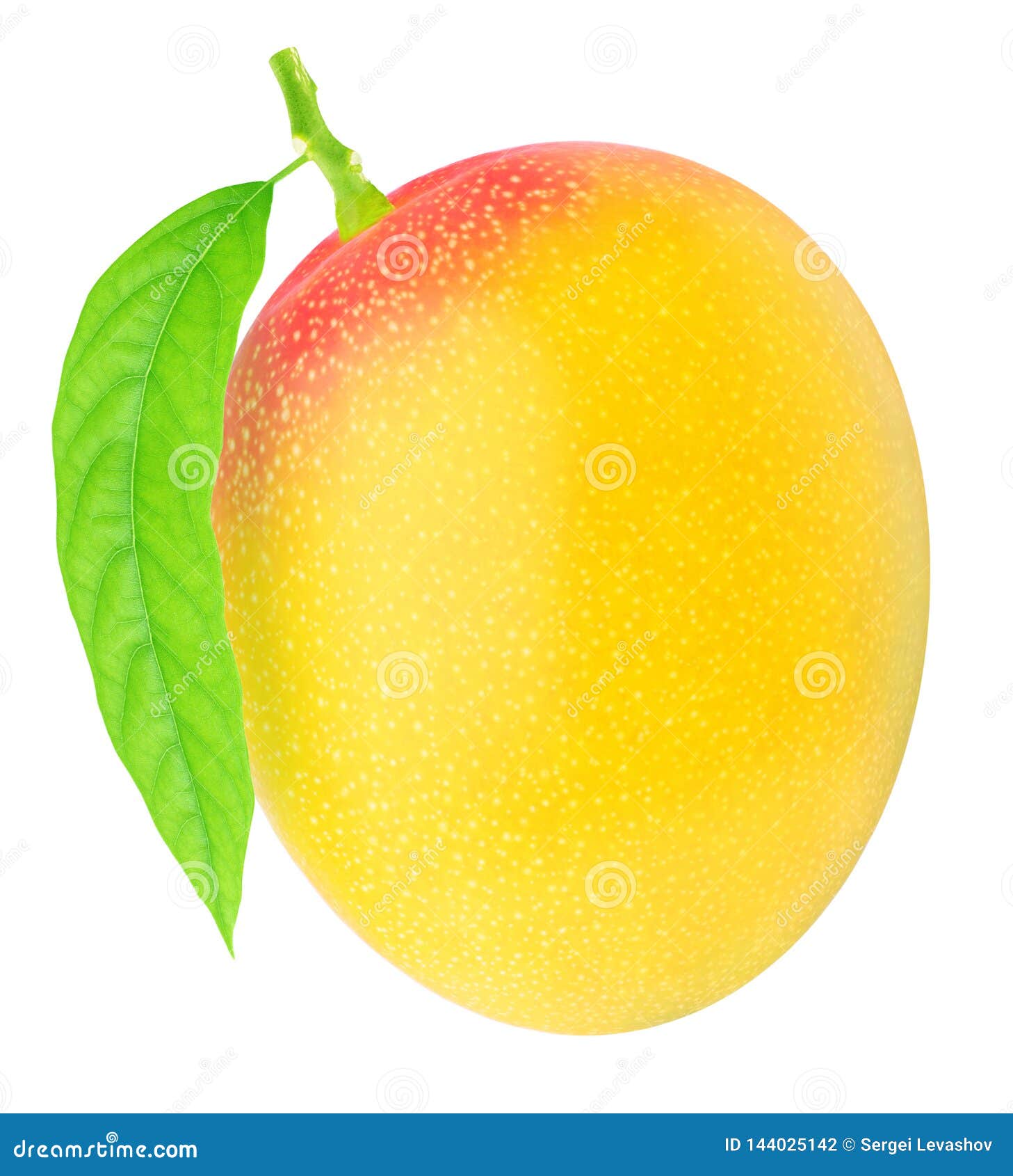 Freshly Picked Single Mango with Green Leaf Stock Photo - Image of ...