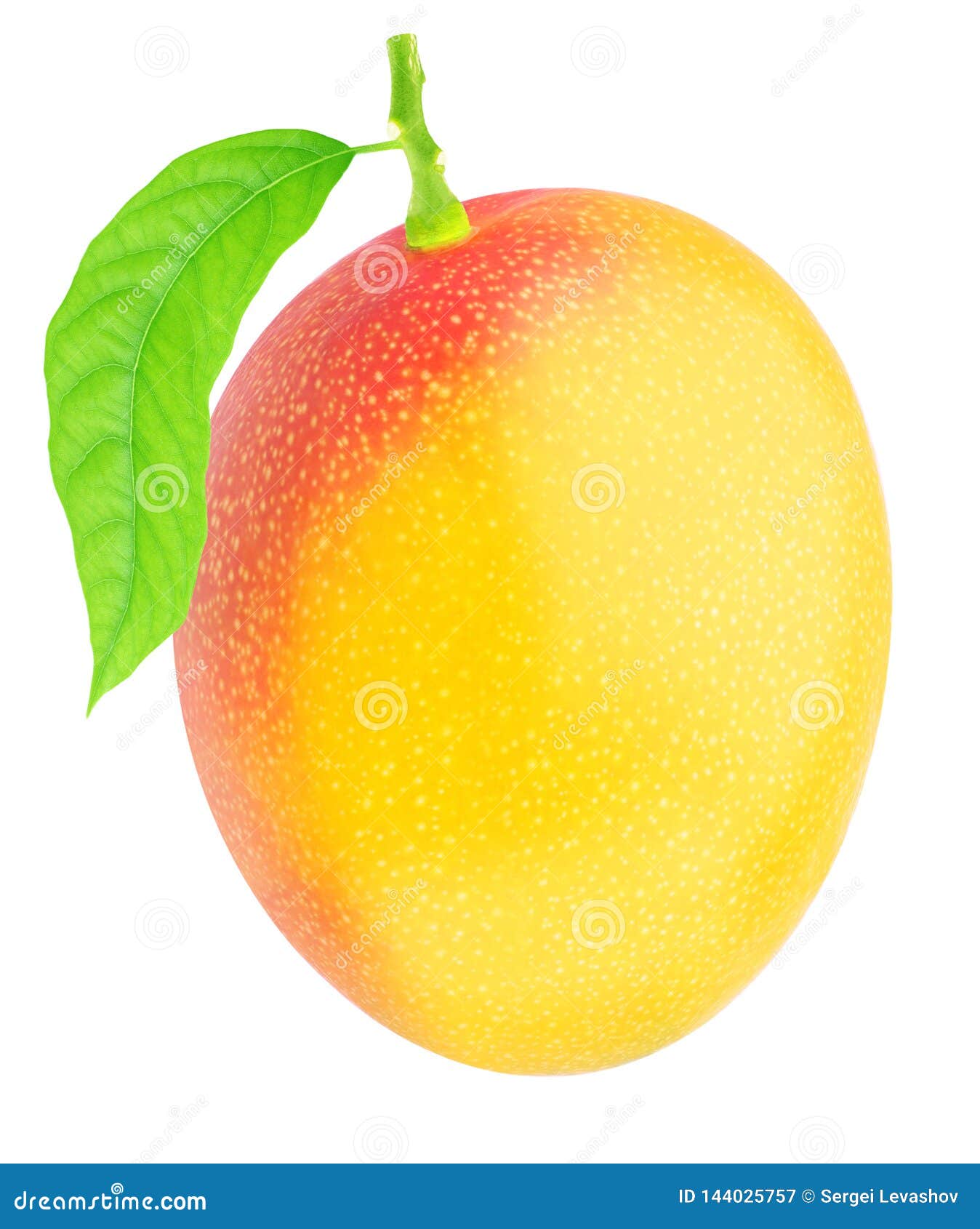 Freshly Picked Single Mango with Green Leaf Stock Image - Image of ...