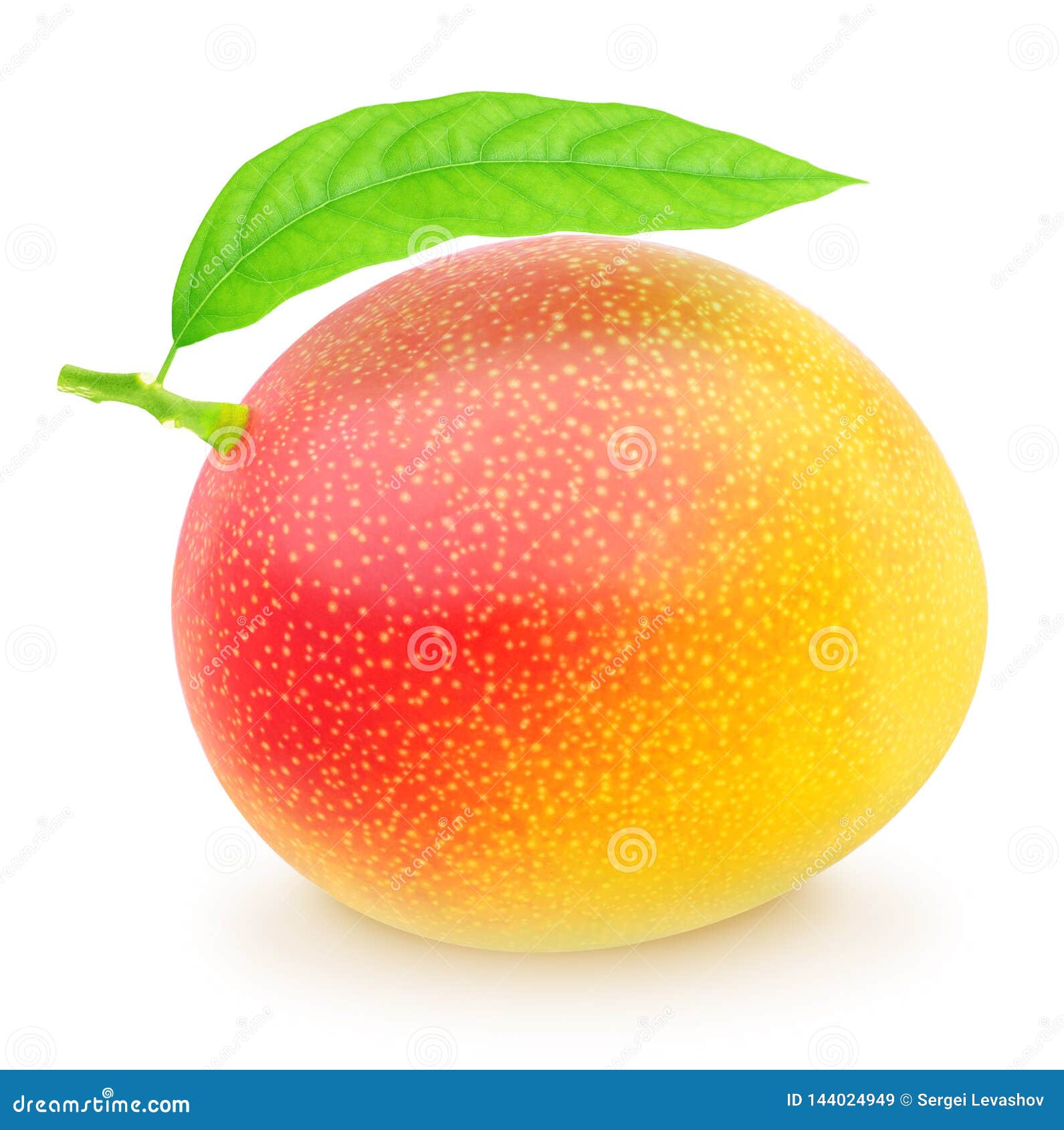Freshly Picked Single Mango with Green Leaf Stock Image - Image of ...