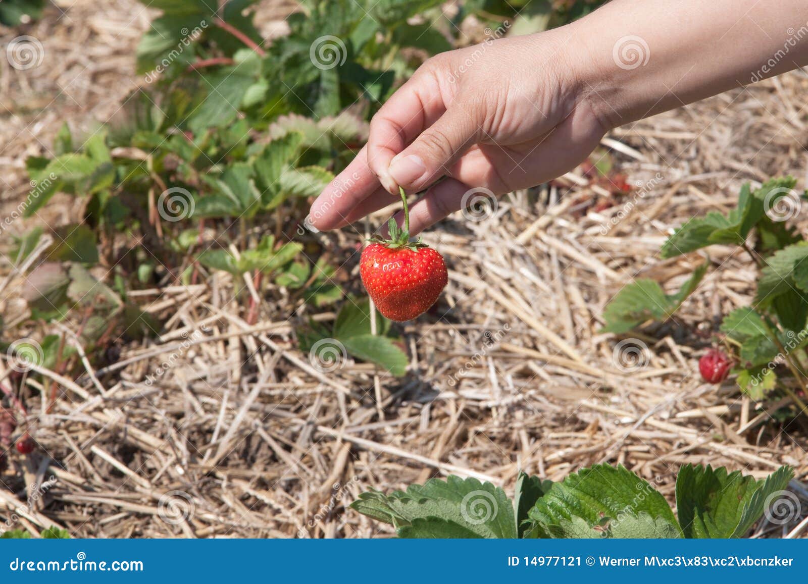 Freshly Picked Strawberries Stock Image - Image of garden, leaves: 14977121