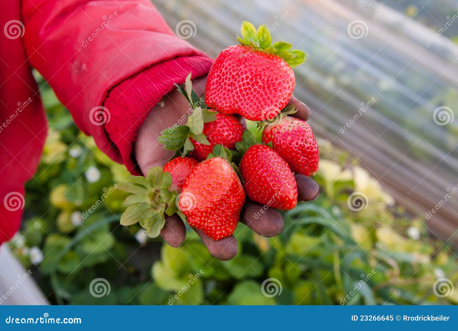 Freshly Picked Strawberries Stock Image - Image of strawberry ...