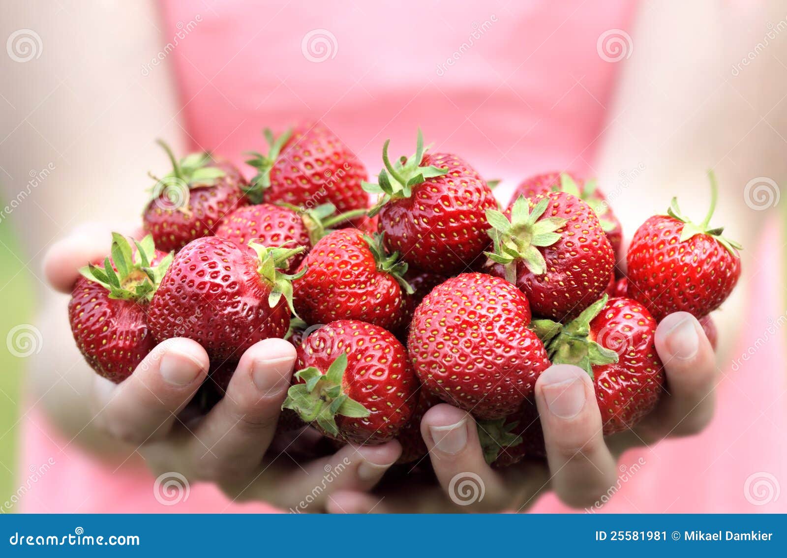 Freshly Picked Strawberries Stock Image - Image of freshness, human ...