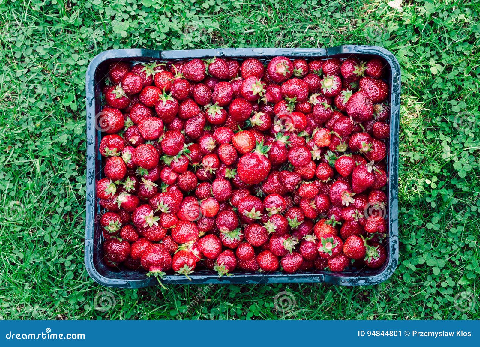 Freshly Picked Strawberries in a Box Stock Image - Image of outside ...