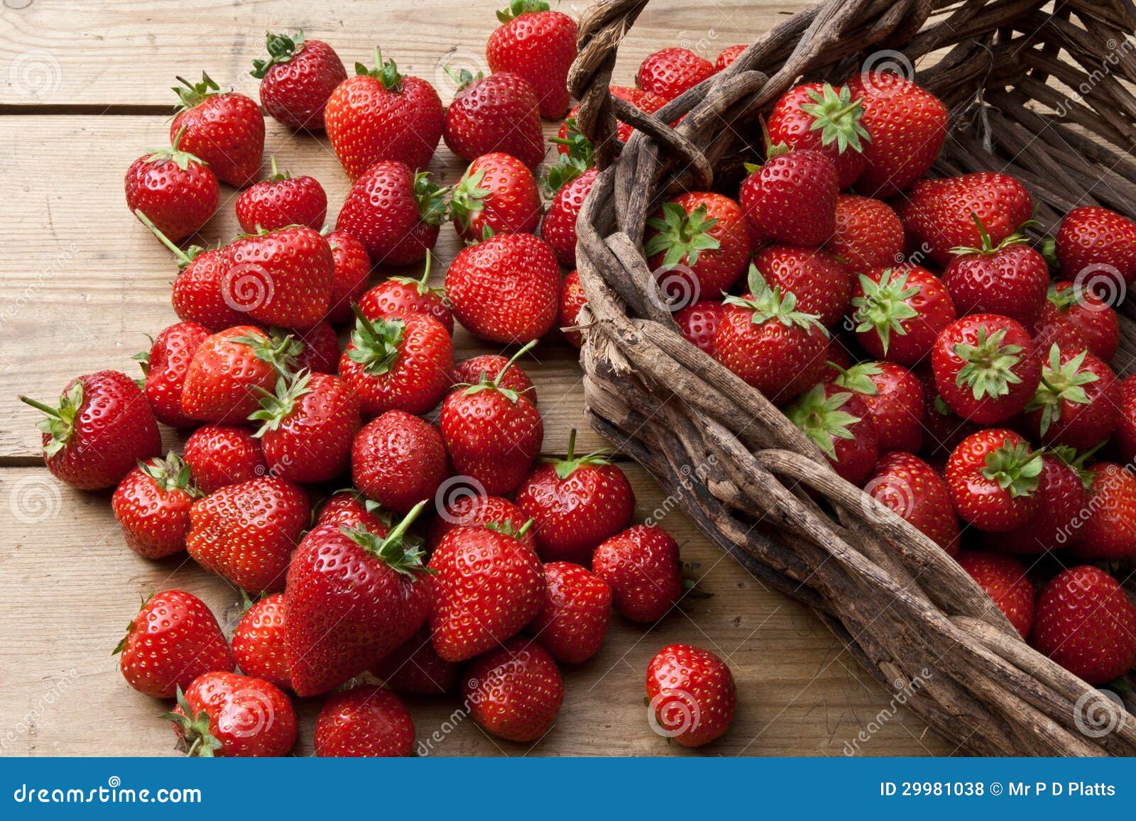 Freshly Picked Strawberries Stock Photo - Image of nature, freshness ...