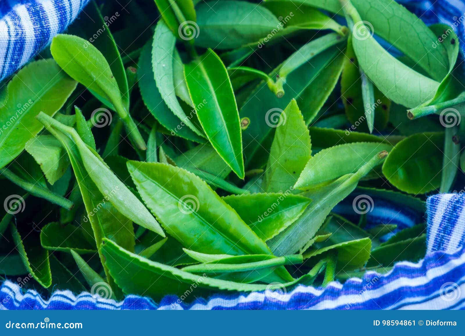 The Freshly Picked Tea Leaves Stock Image - Image of closeup, light ...