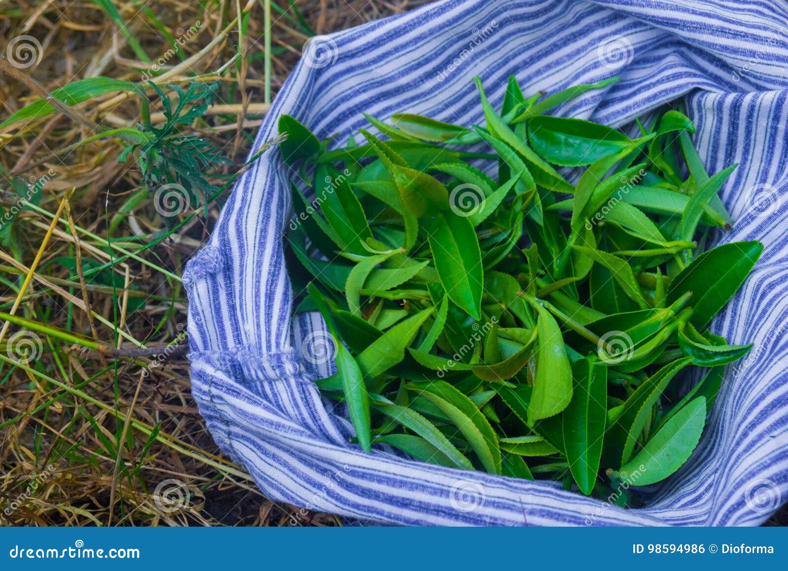 The Freshly Picked Tea Leaves Stock Photo - Image of field, closeup ...