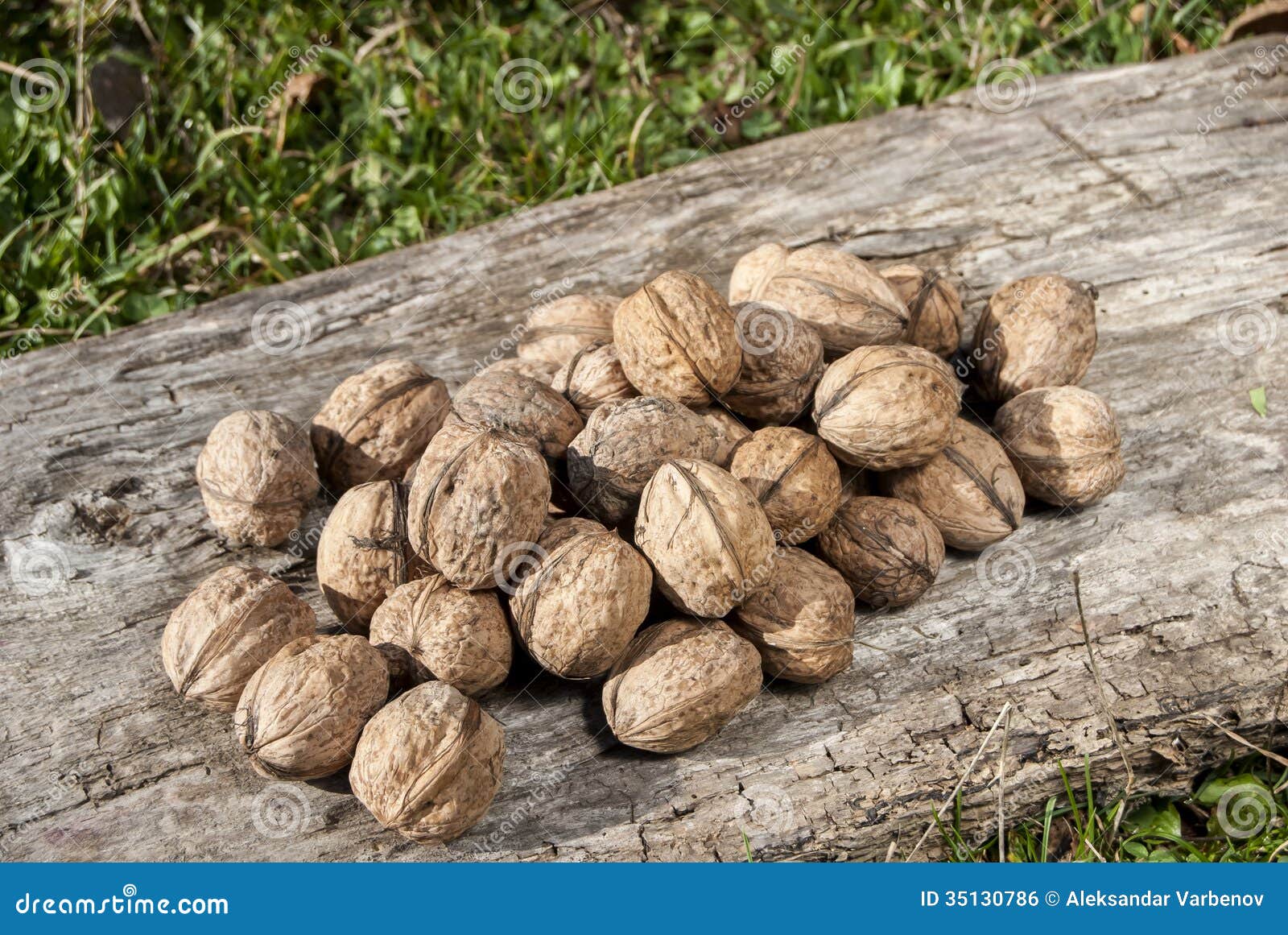 Freshly picked walnuts stock photo. Image of food, walnut - 35130786