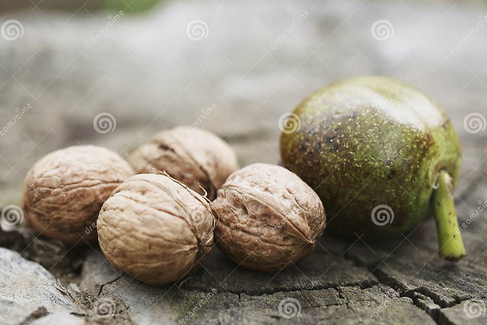 Freshly Picked Walnuts in Shells on Log. Nature Concept Stock Image ...