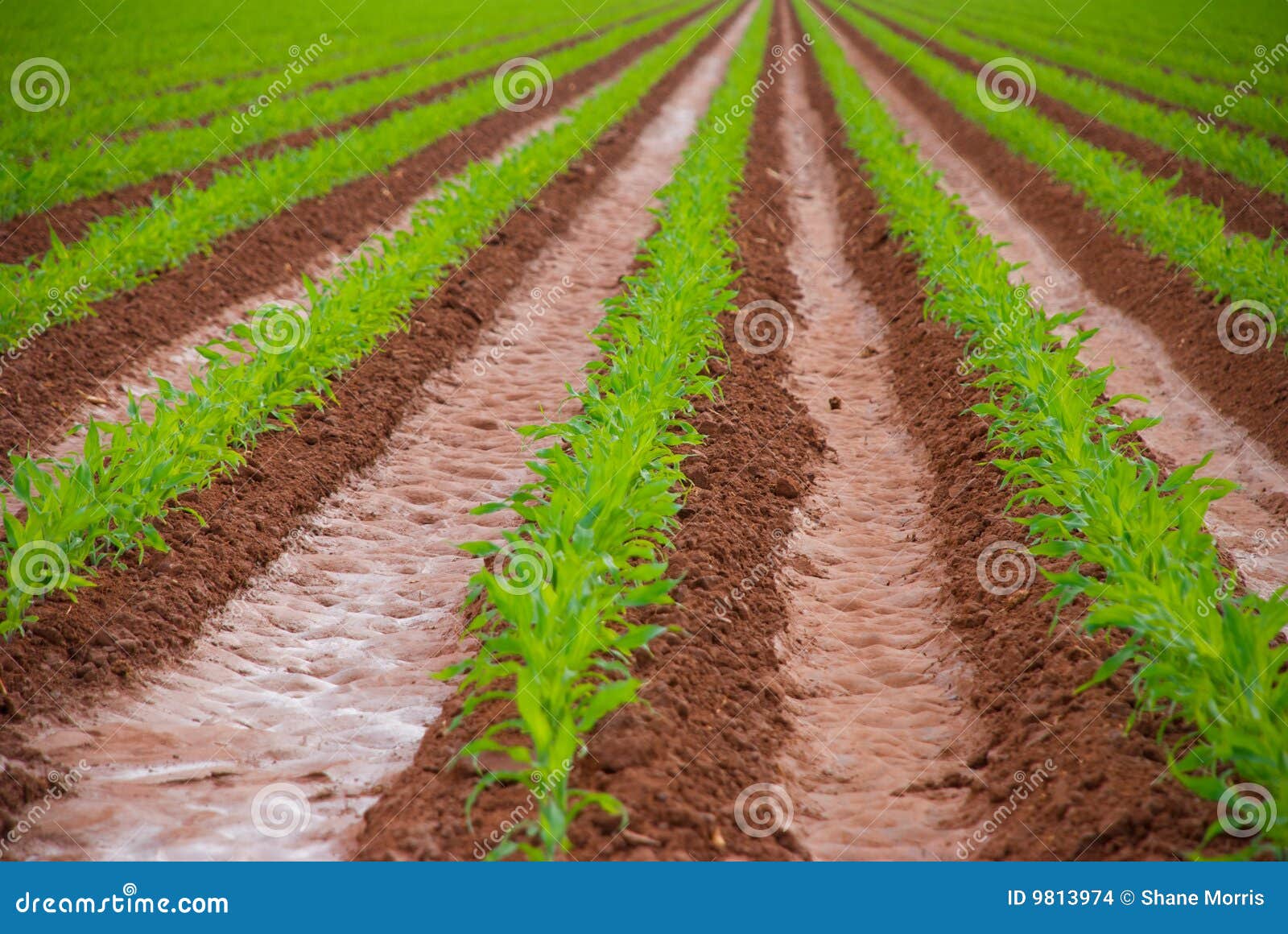 Freshly Planted Corn Field stock photo. Image of corn - 9813974