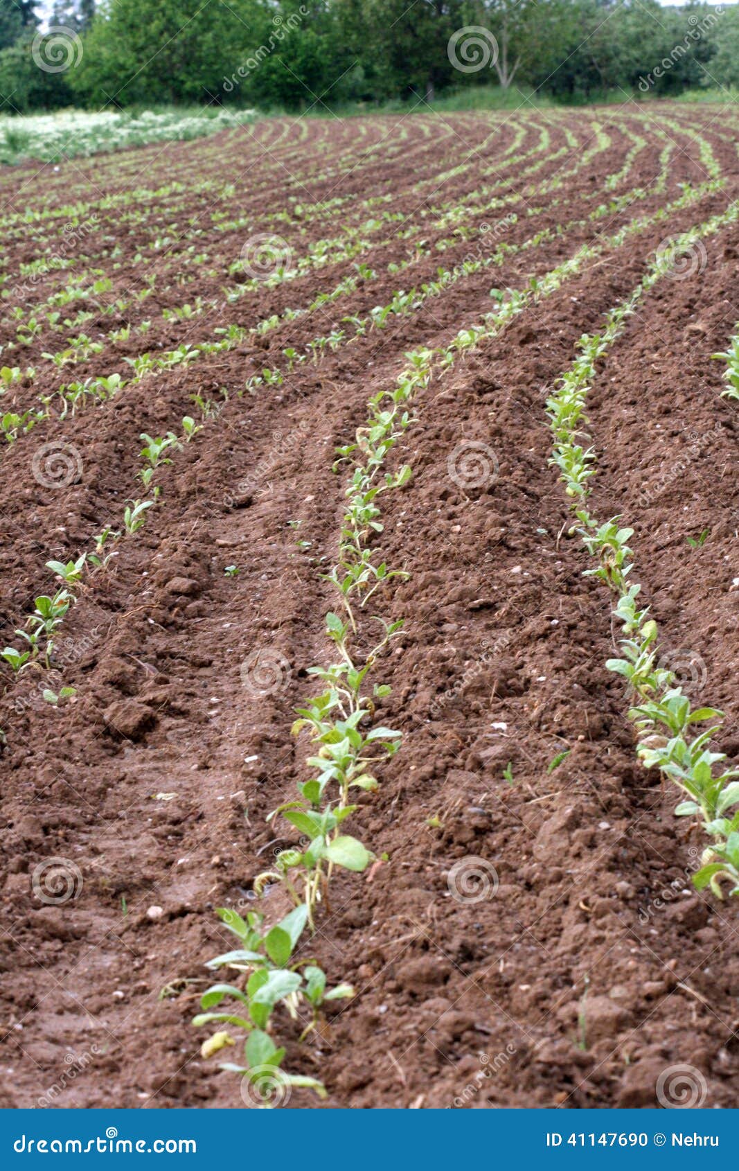 Freshly planted field stock photo. Image of bright, leaves - 41147690
