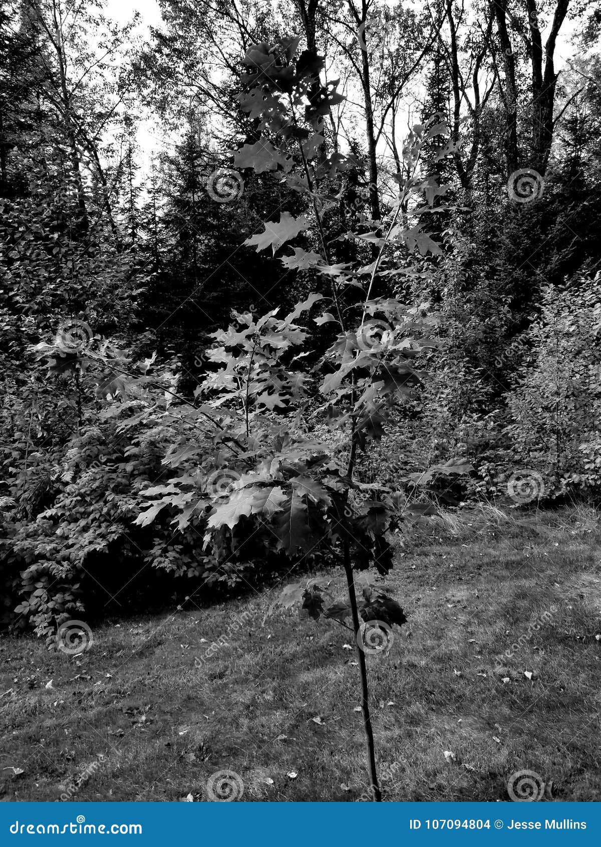 Little oak tree stock photo. Image of planted, tree - 107094804