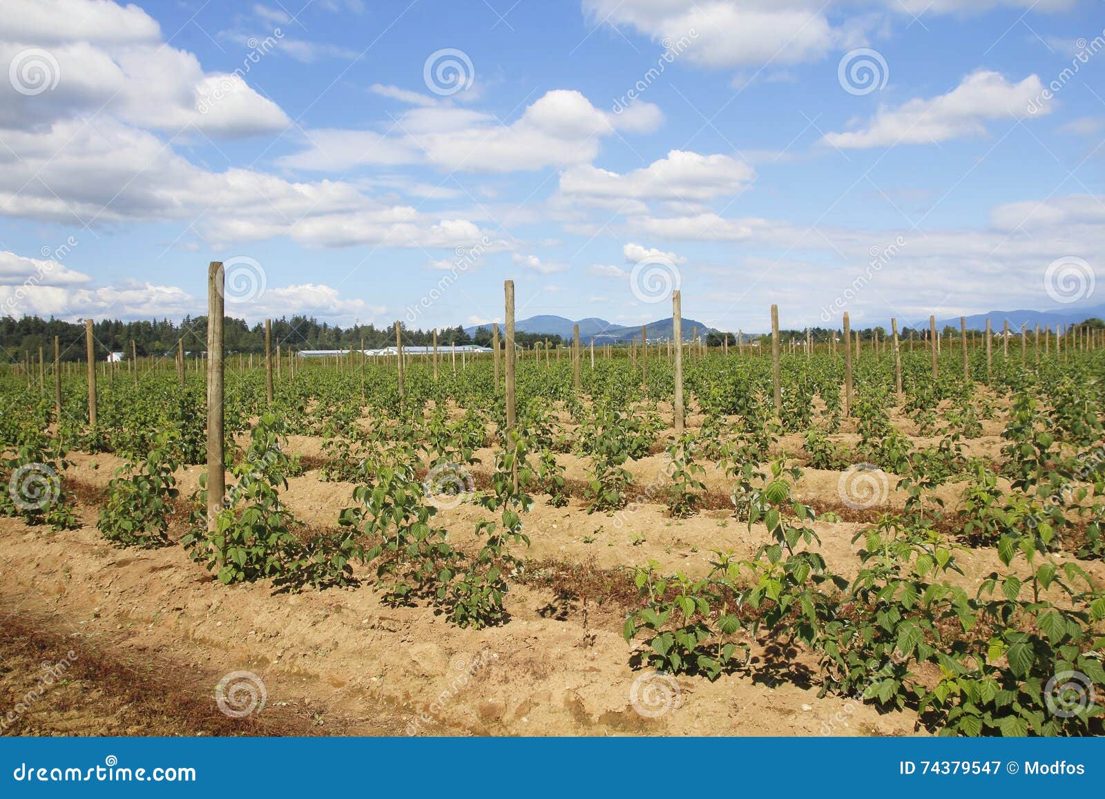 Freshly Planted Raspberry Landscape Stock Image - Image of crop ...