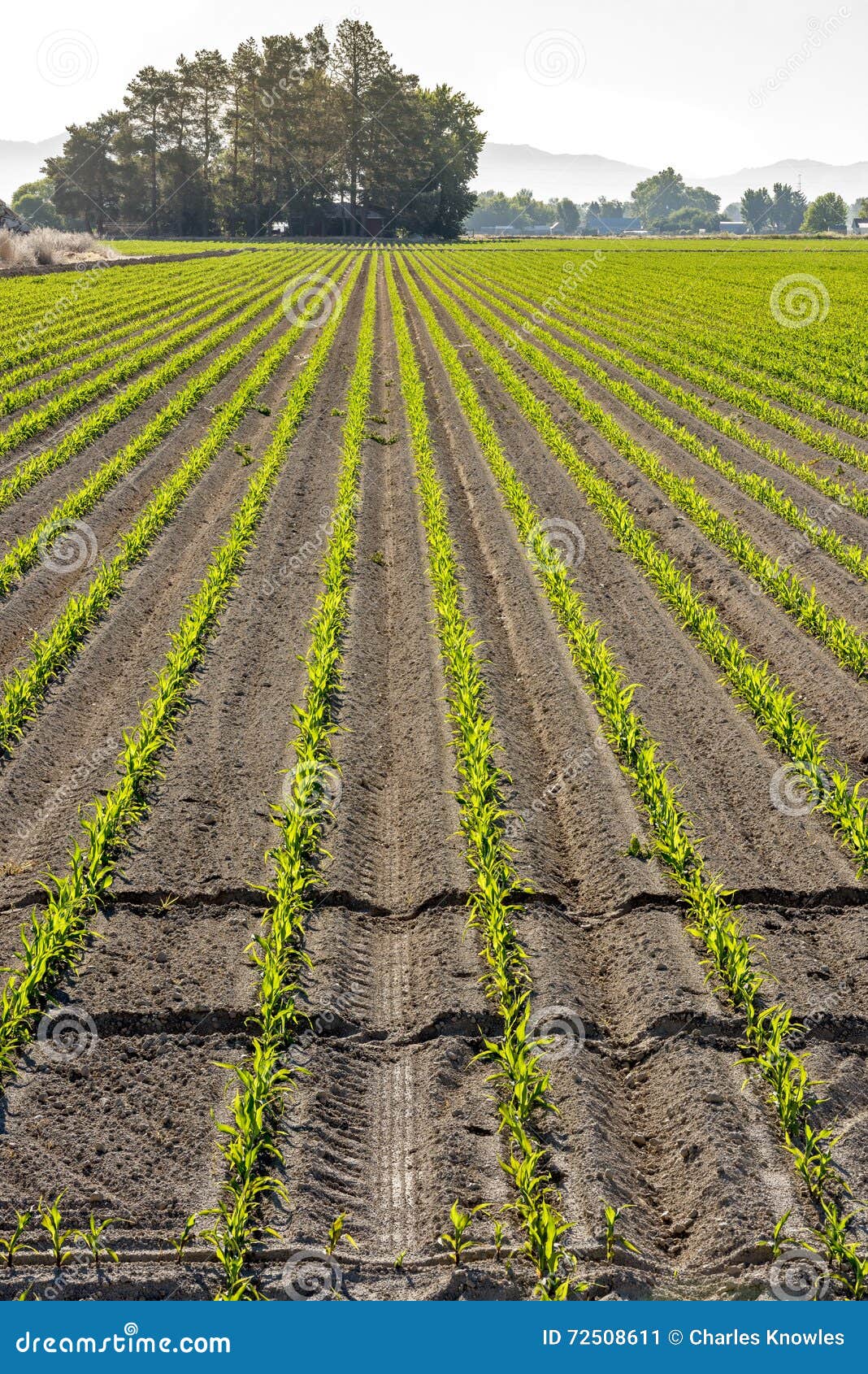 Freshly Planted Young Corn in Rows Stock Image - Image of nampa, field ...