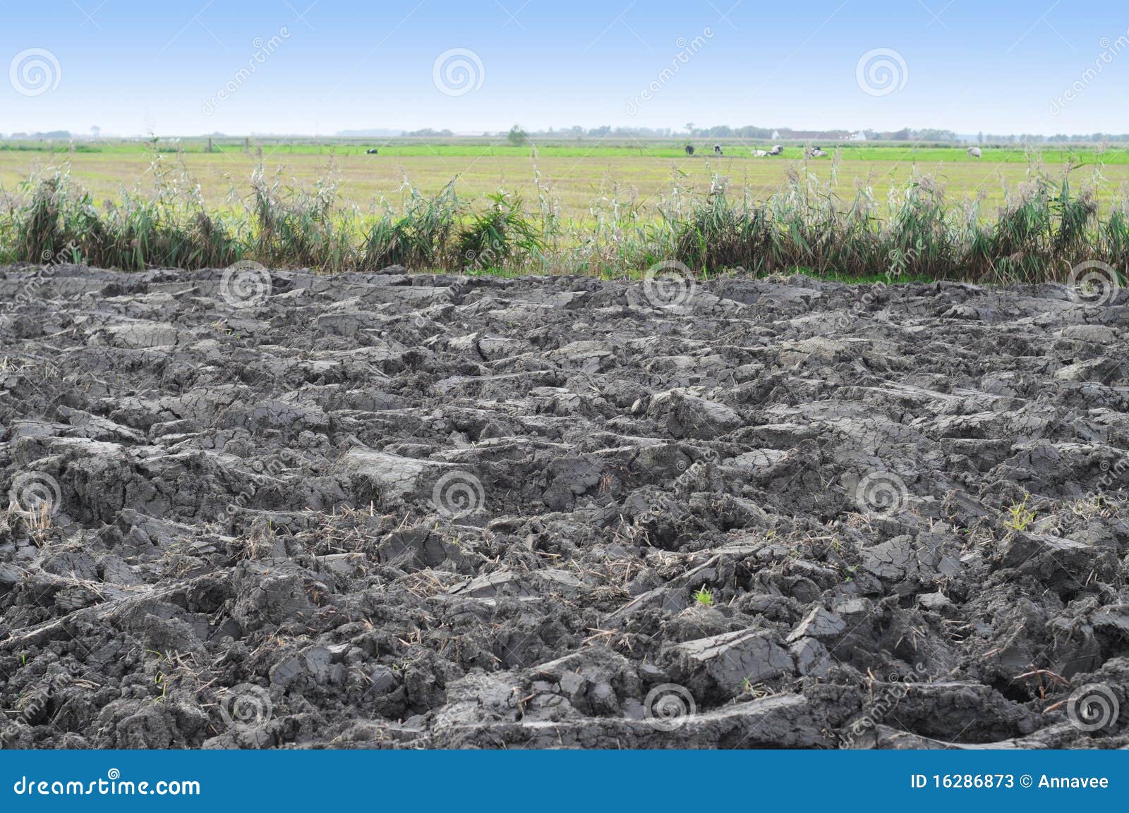 Freshly Ploughed Clay with Polder Landscape Stock Image - Image of ...