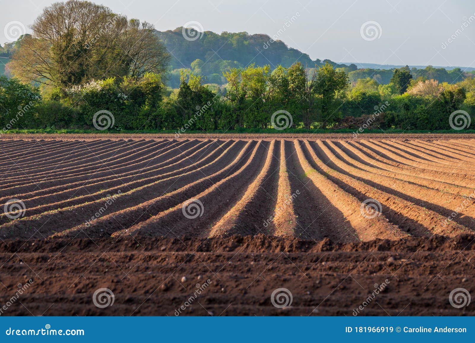 The Dry Soil Turned Into Dust, Soil Texture Background Stock Photo ...