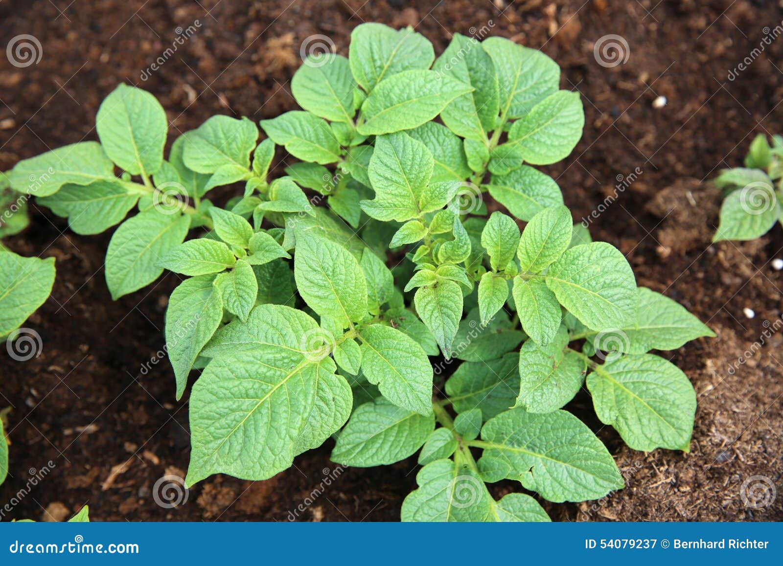 Freshly Potato Plants stock image. Image of plant, nature - 54079237