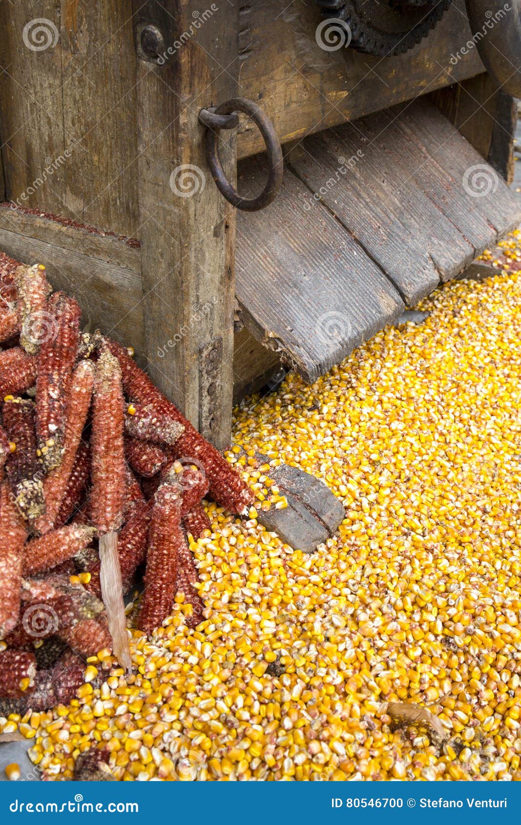Freshly Processed Corn Kernels with Discarded Cobs Under a Vintage ...