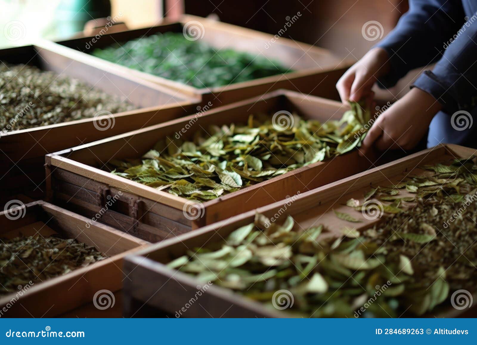 Freshly Processed Tea Leaves in Handcrafted Packaging Stock ...