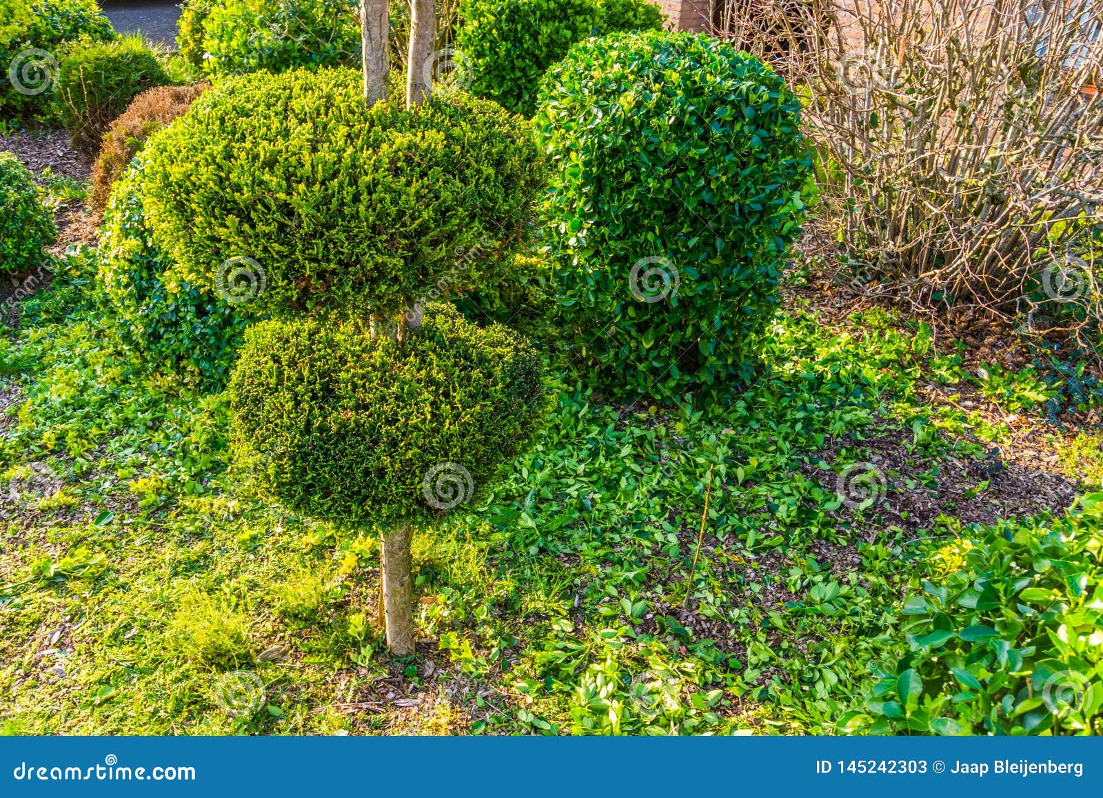 Freshly Pruned Backyard, Garden Maintenance, Conifer Tree with ...