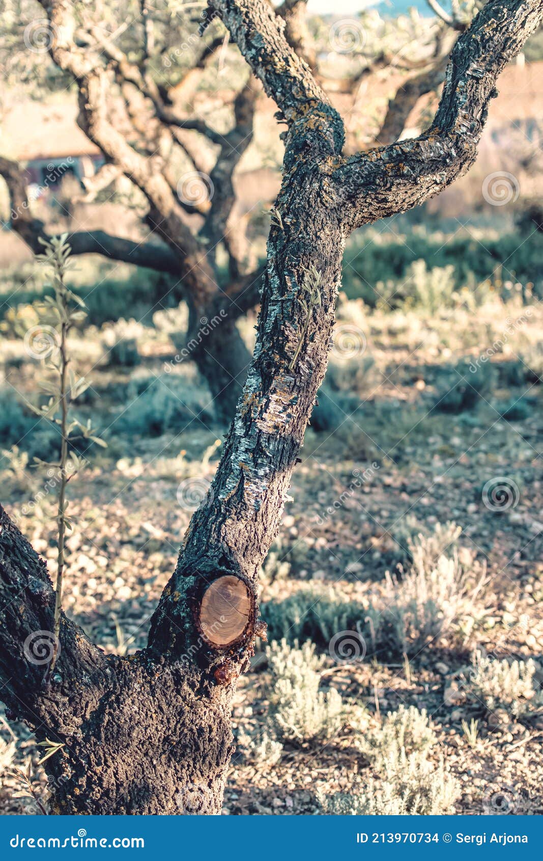 Freshly Pruned Cherry Tree Trunk in the Middle of the Field Stock Photo ...