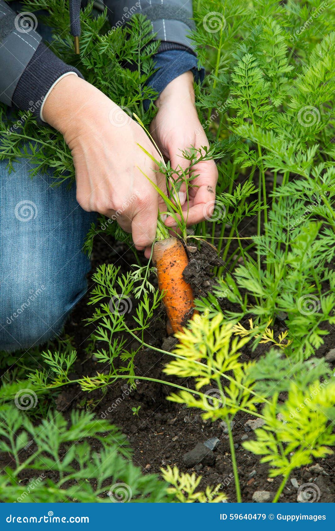 Freshly Pulled Carrot Out of the Ground Stock Image - Image of shell ...