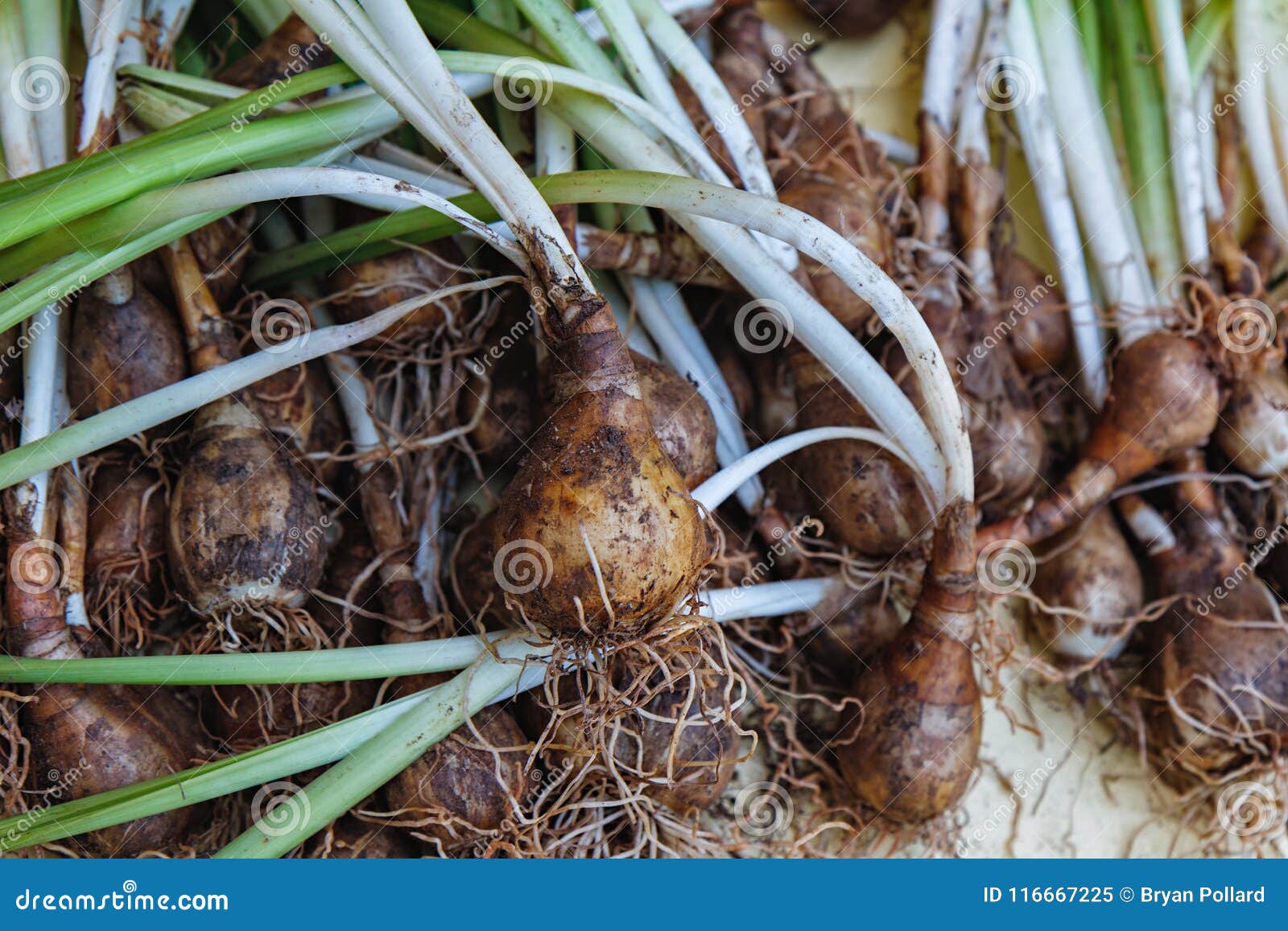 Flower Bulbs on Table. stock image. Image of freshly - 116667225