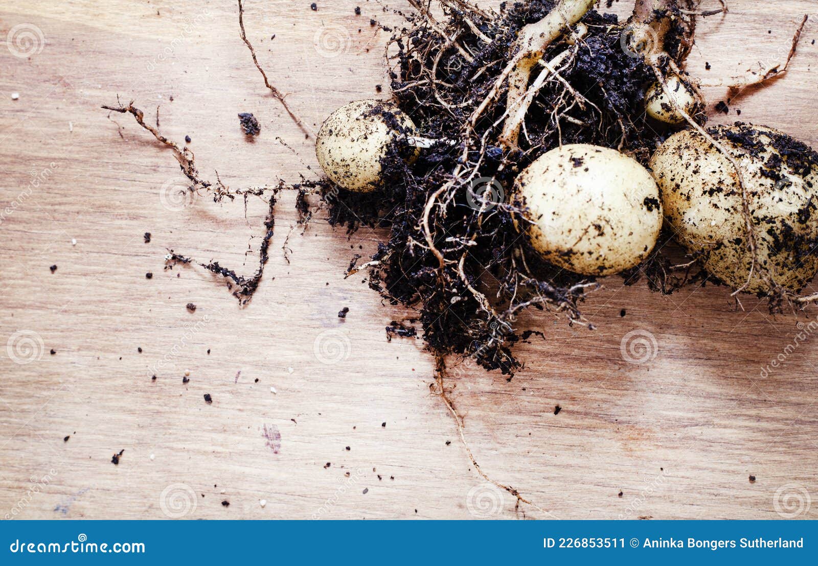 Potatoes with Roots and All Stock Image - Image of wellbeing, string ...
