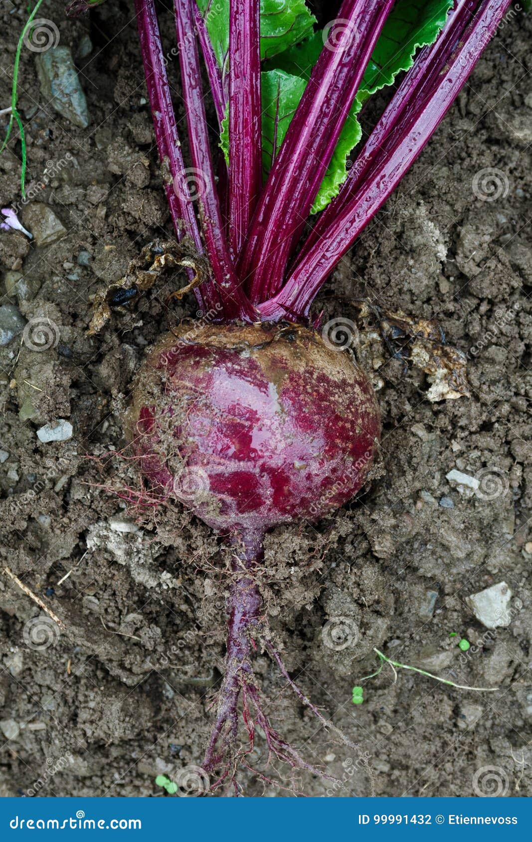 Freshly Pulled Up Red Beetroot Lying on Wet Soil from Above. Stock ...