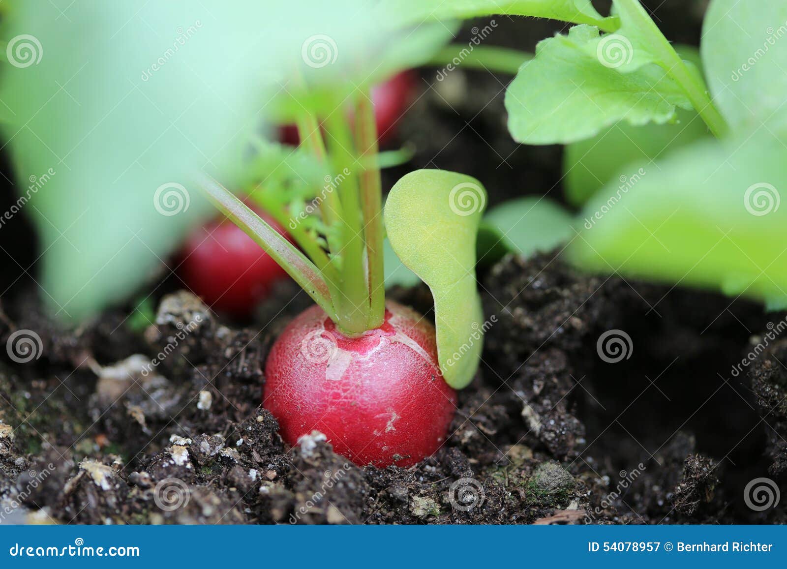 Freshly Radish stock image. Image of nature, ready, ingredient - 54078957