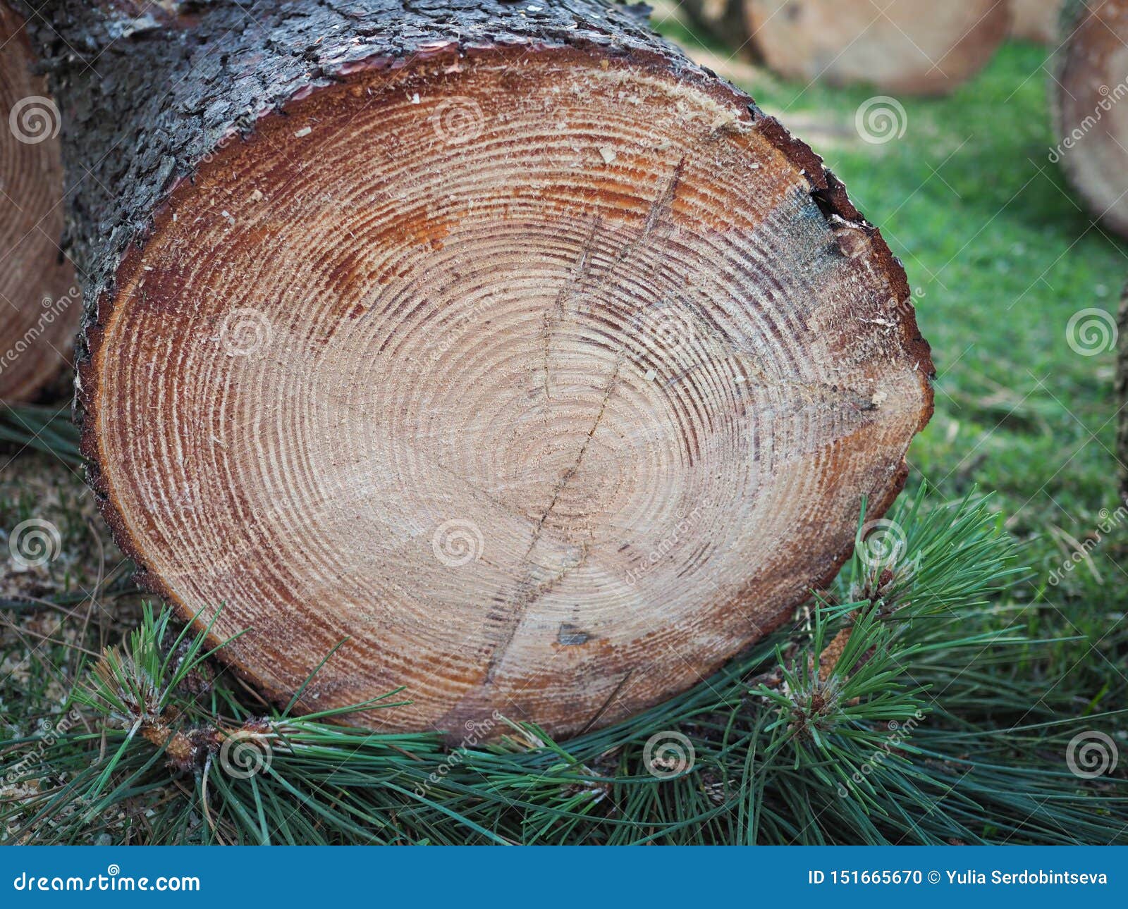35,427 Round Wood Timber Stock Photos - Free & Royalty-Free Stock ...