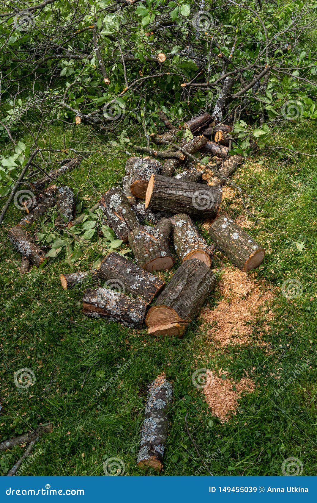 Freshly Sawed Plum Tree Logs 5 Stock Image - Image of branches ...