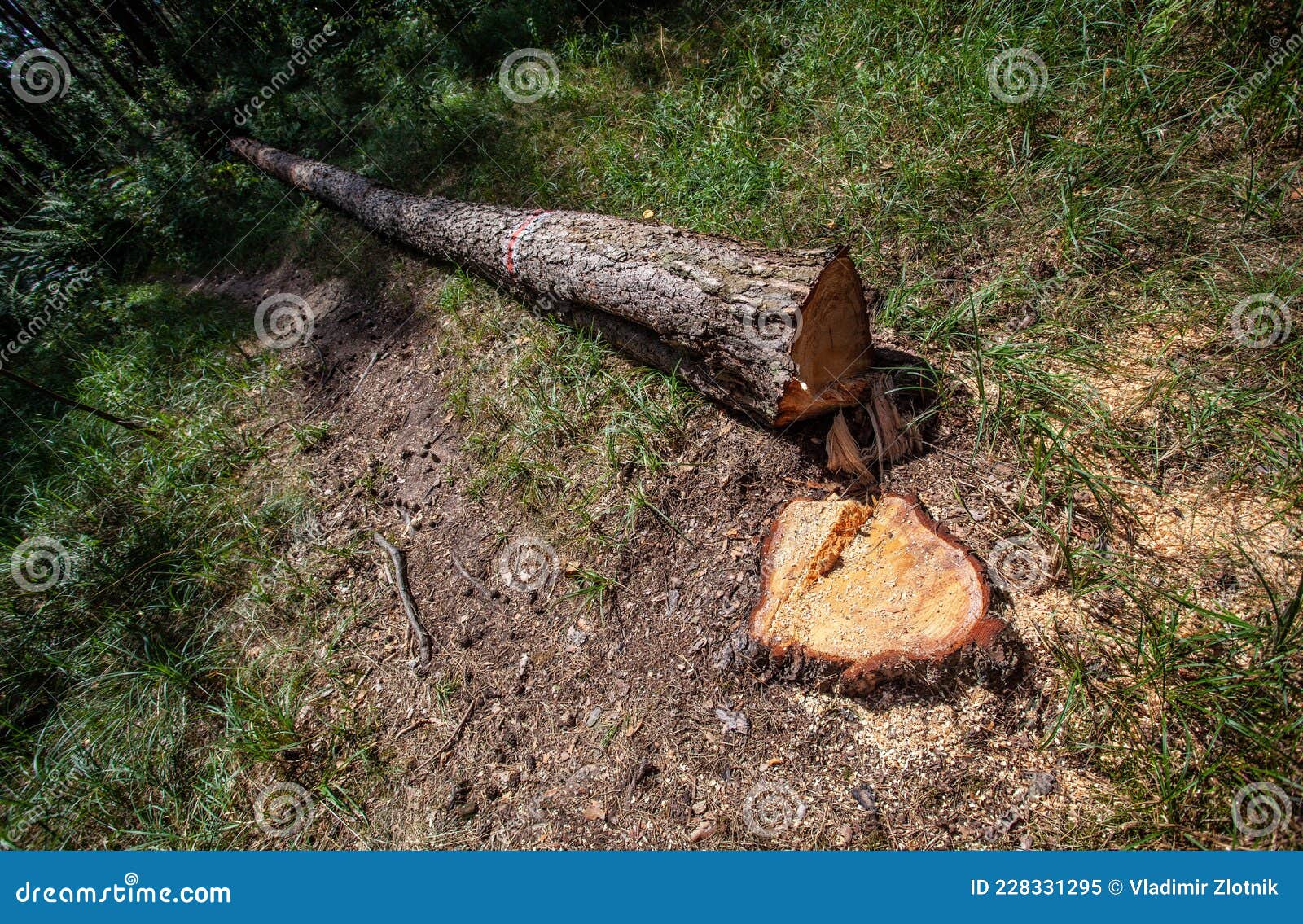 Freshly Sawn Tree in the Forest. the Problem of Illegal Deforestation ...