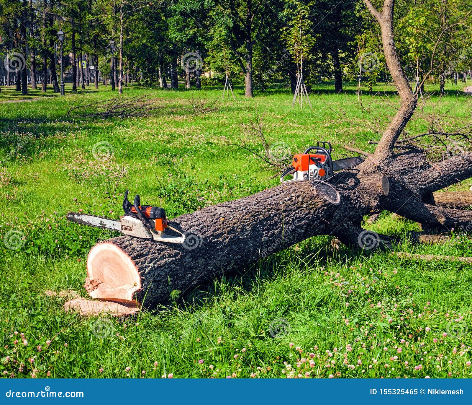 Freshly Sawn Tree in the Park and Two Chainsaws Near Stock Image ...