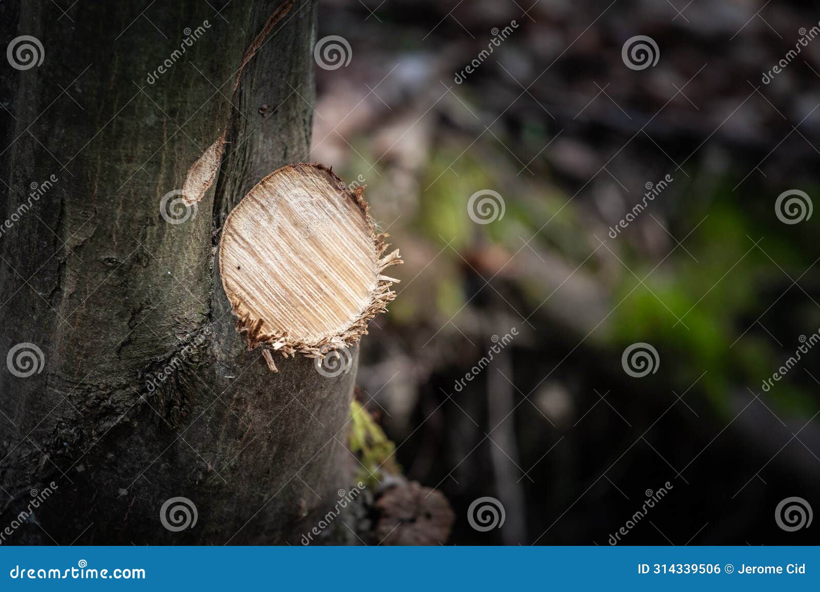 Freshly Sawn Tree Stump in the Forest, Highlighting the Raw Cut Wood ...